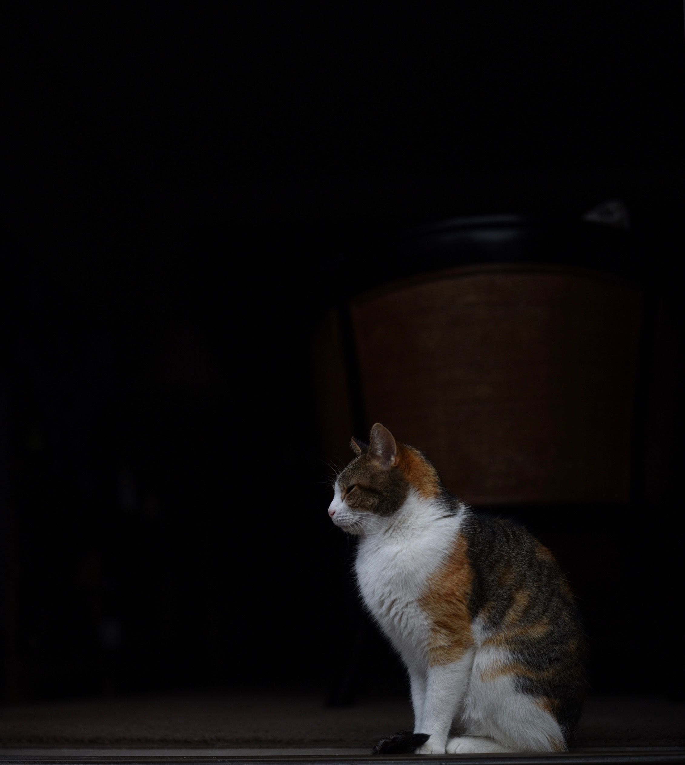 Close up of Cat Sitting · Free Stock Photo