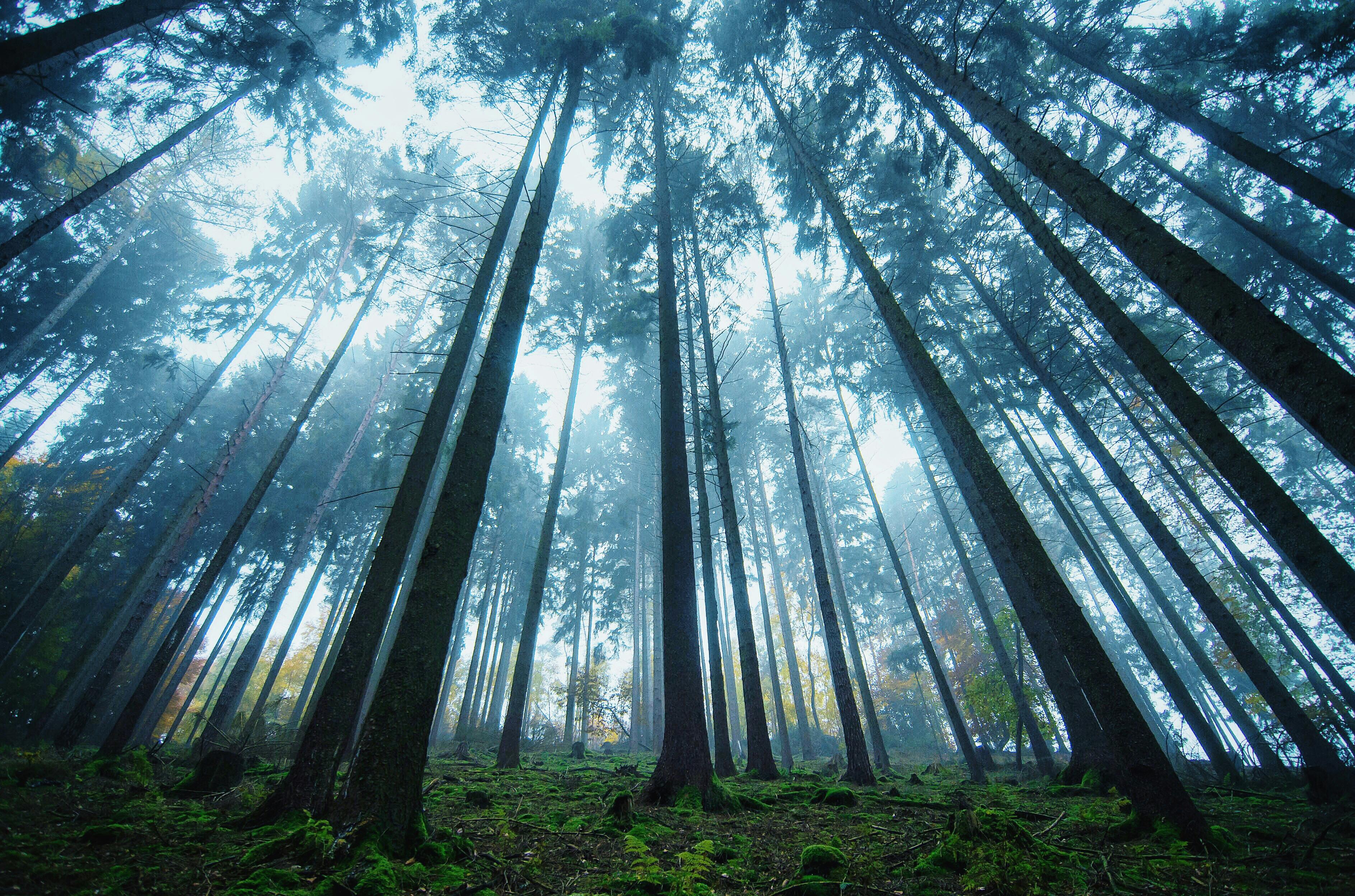Fog in Forest · Free Stock Photo