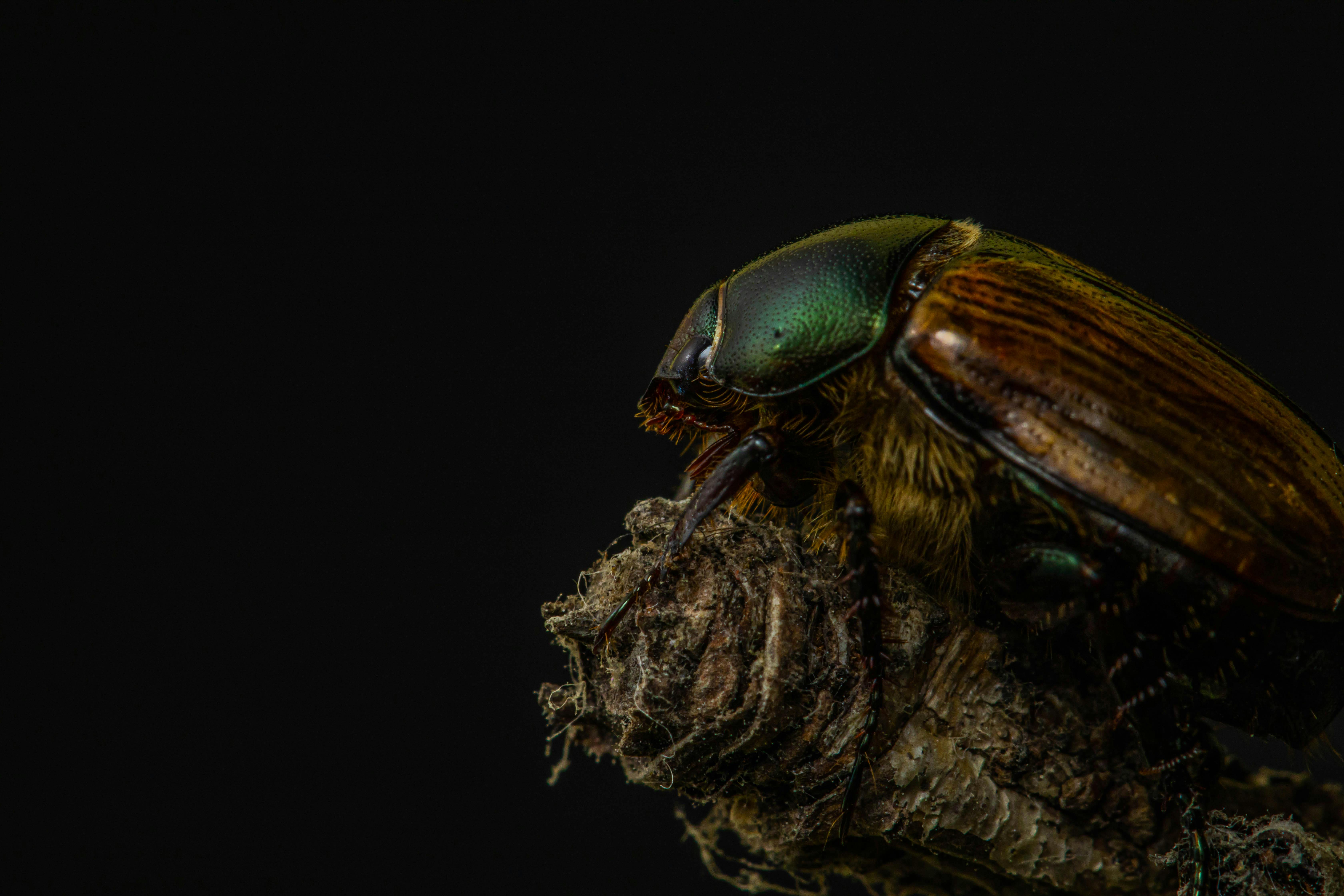 Green And Brown Beetle On Brown Wood Free Stock Photo