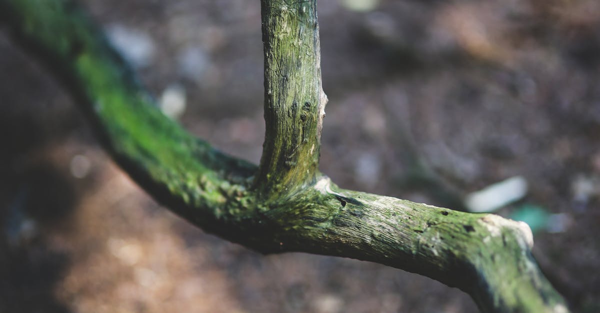 Branch · Free Stock Photo Branch · Free Stock Photo