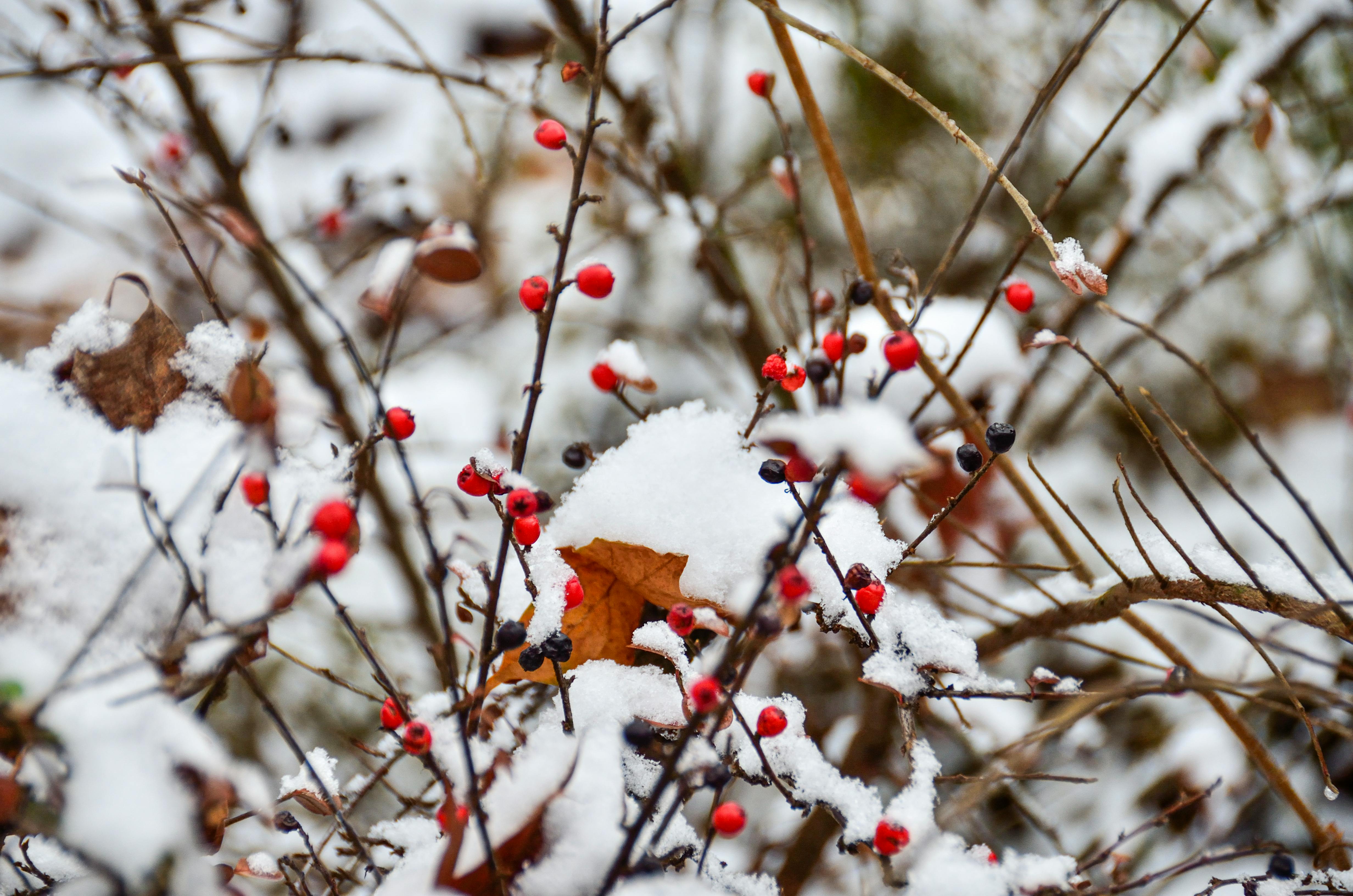 Snow Covered Red Berries · Free Stock Photo