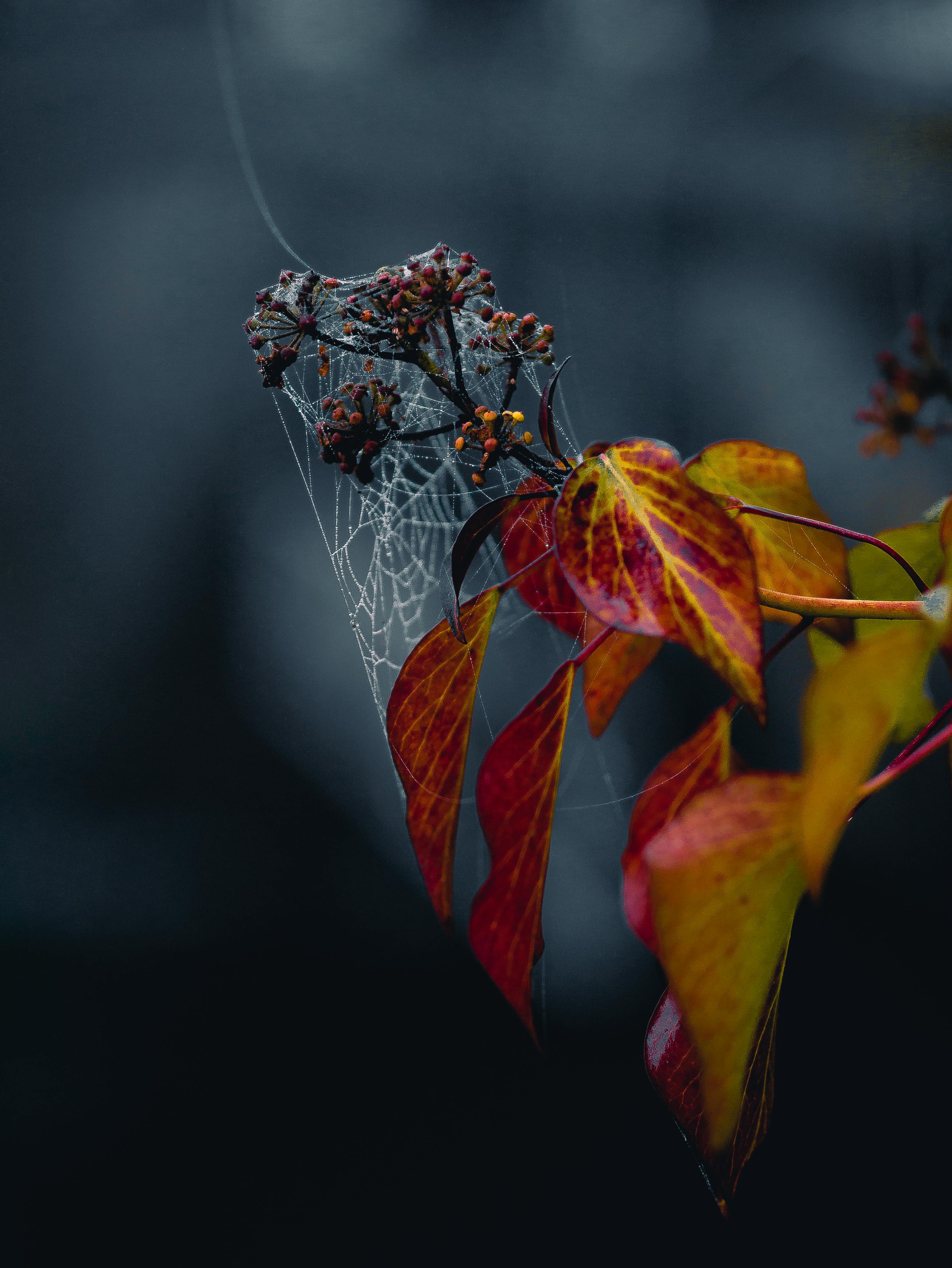 Close-up of a Spiderweb between Mountain Ash Branches · Free Stock Photo