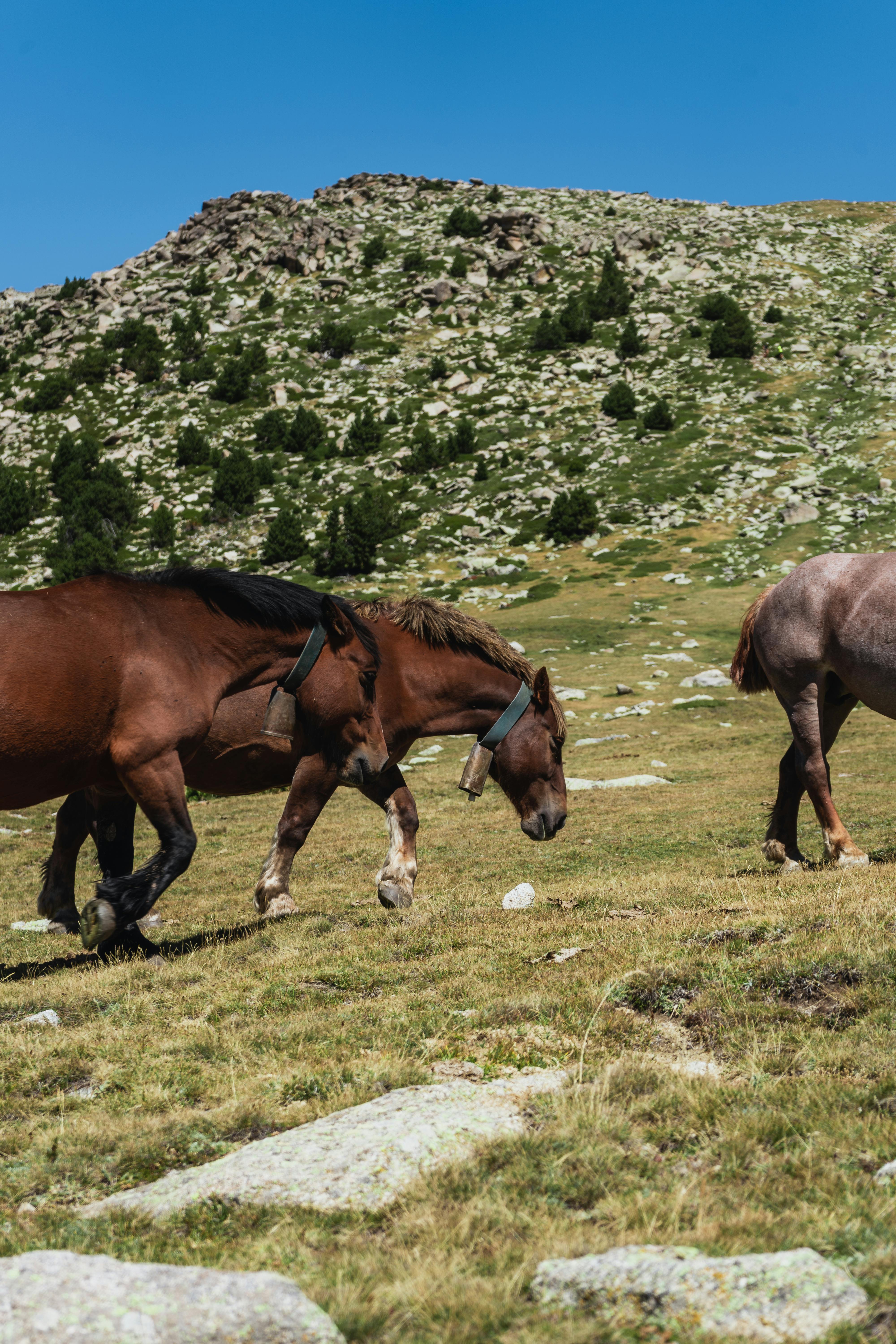 Graciosos Caballos Pastando En La Pradera Cerca De Green Hill En ...