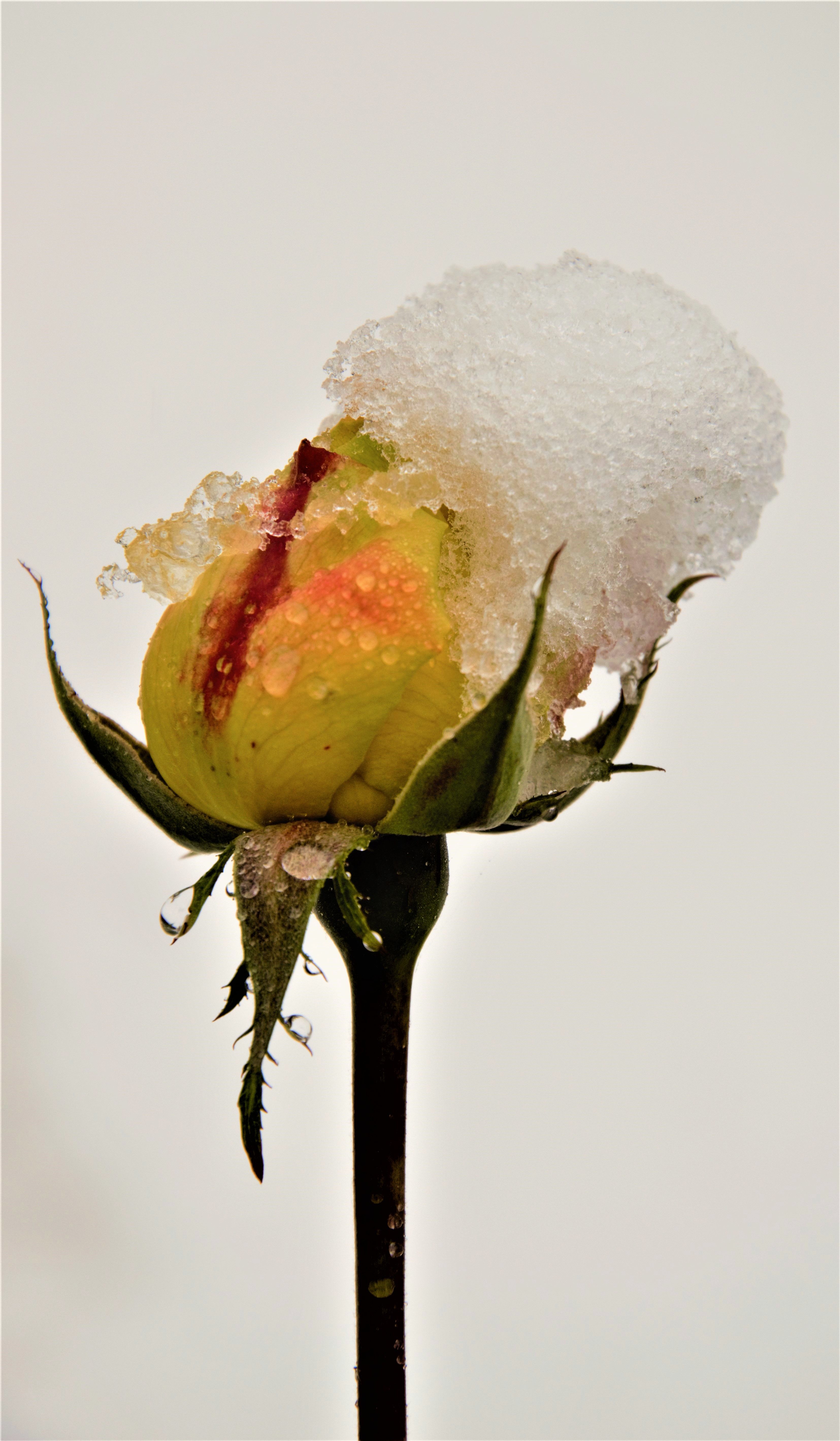 Rose Bud With Thorns Photos, Download The BEST Free Rose Bud With ...