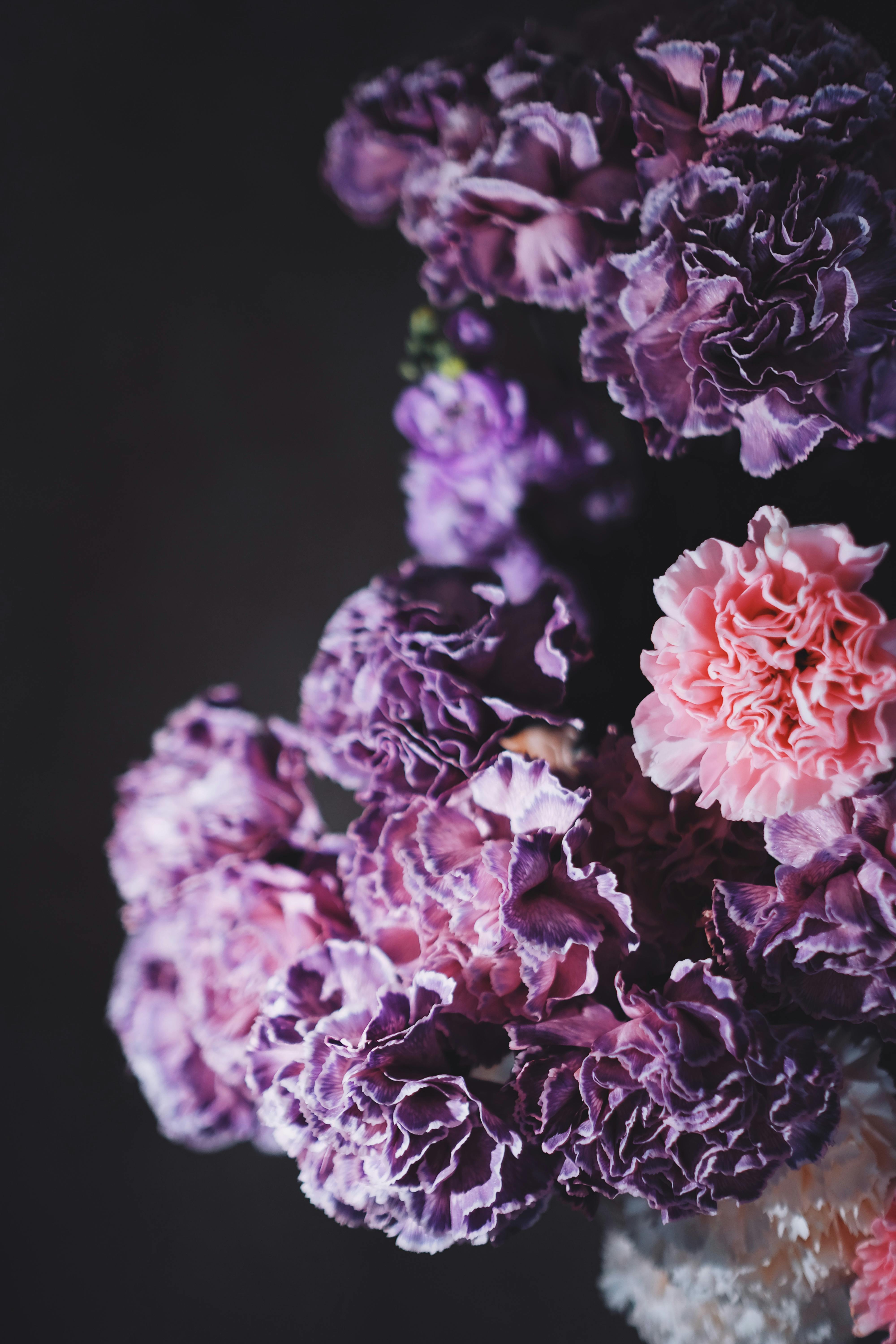 Close-Up View of Blooming Flowers · Free Stock Photo