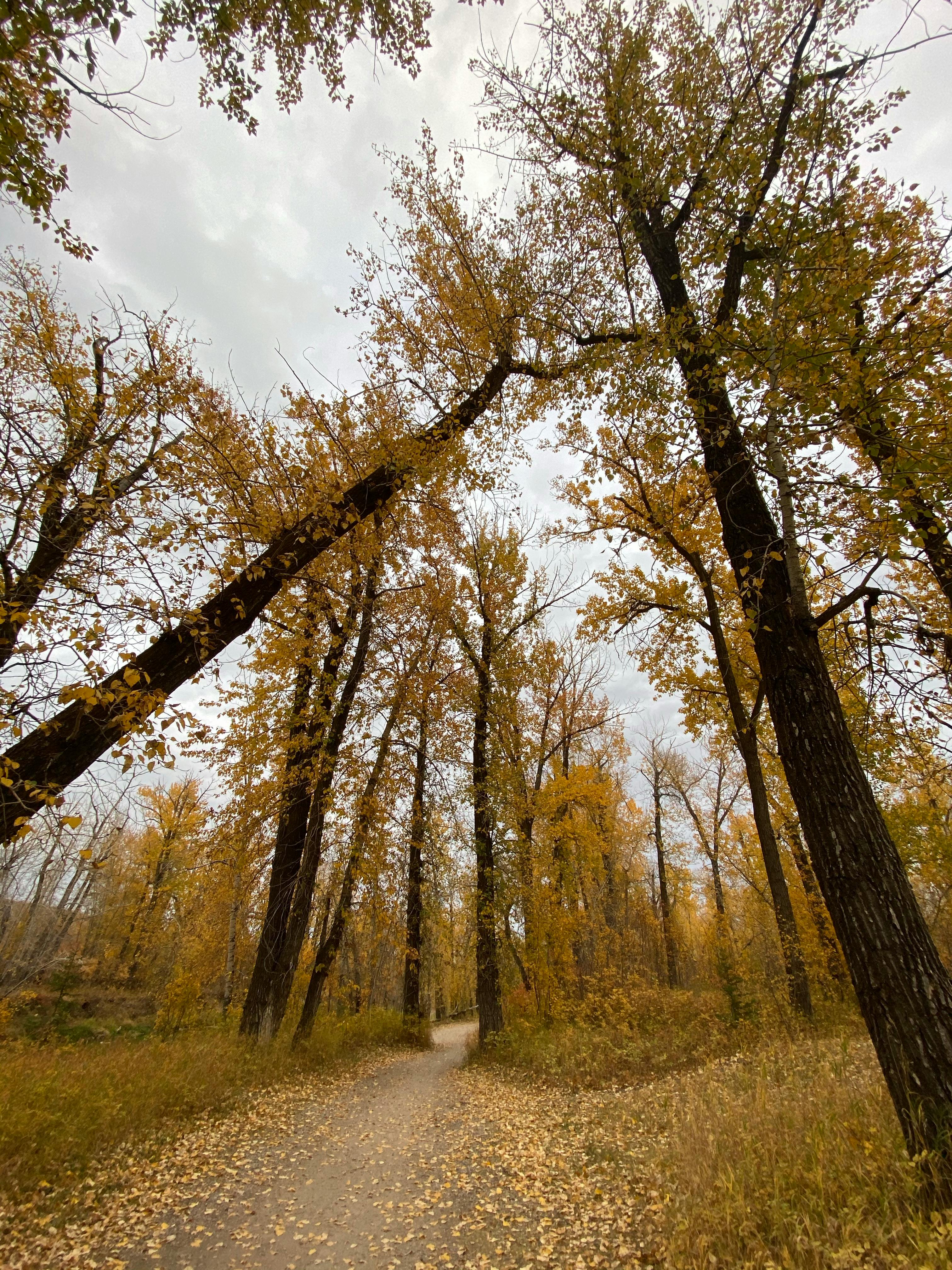 Path With Trees In Between · Free Stock Photo