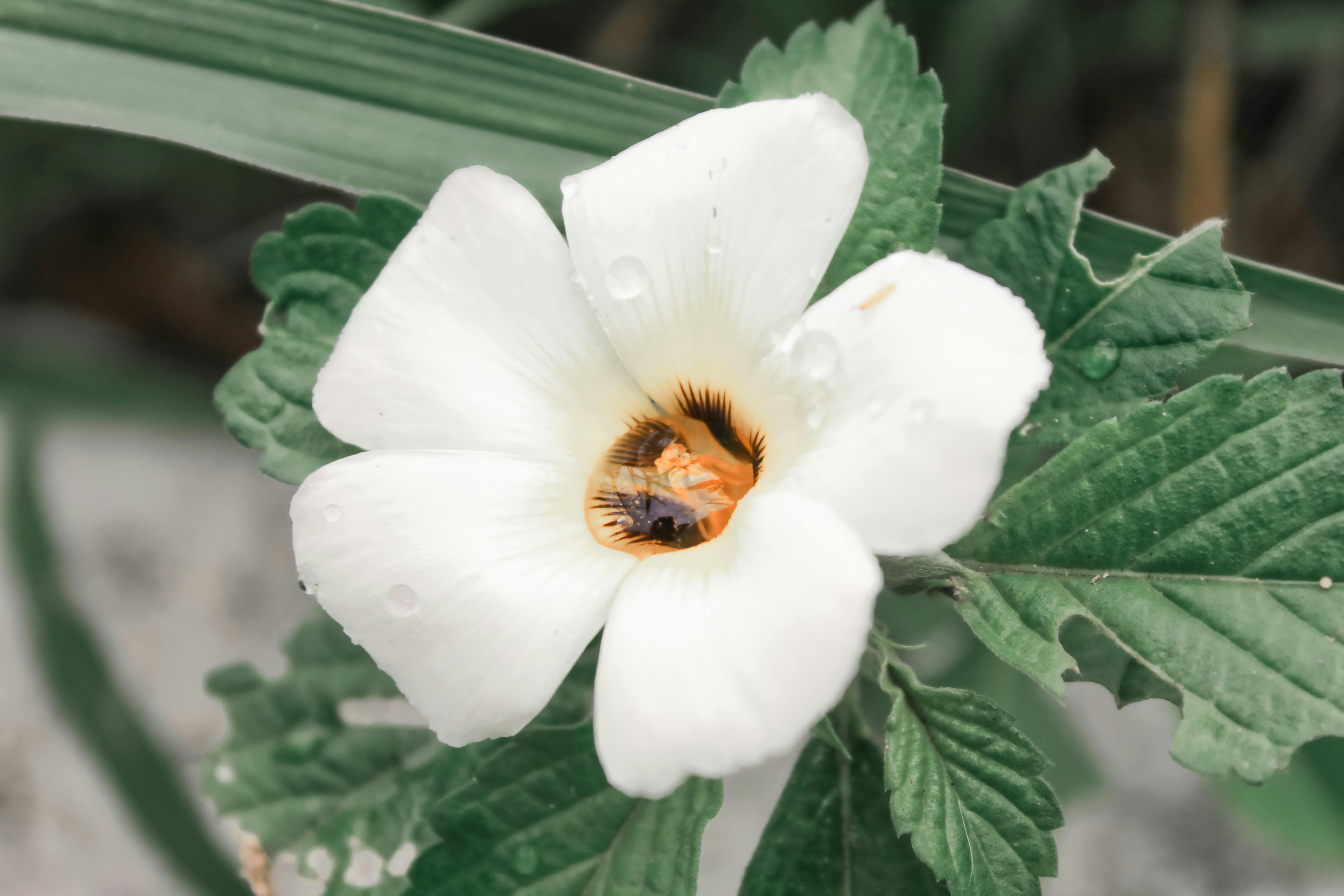 Close Up Photo of White Flower with Yellow Stigma · Free Stock Photo