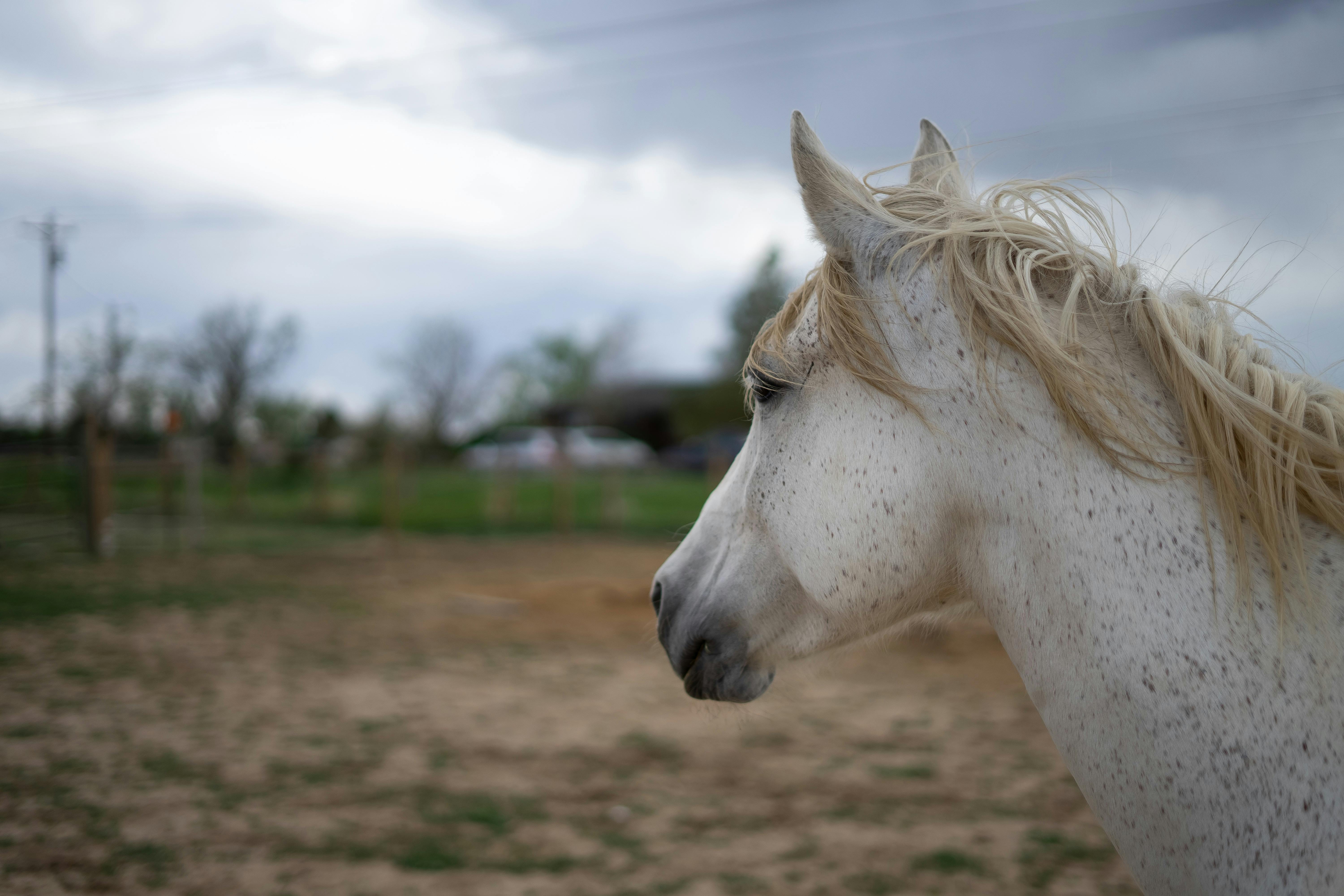 Horse Scenes Photos, Download The BEST Free Horse Scenes Stock Photos ...
