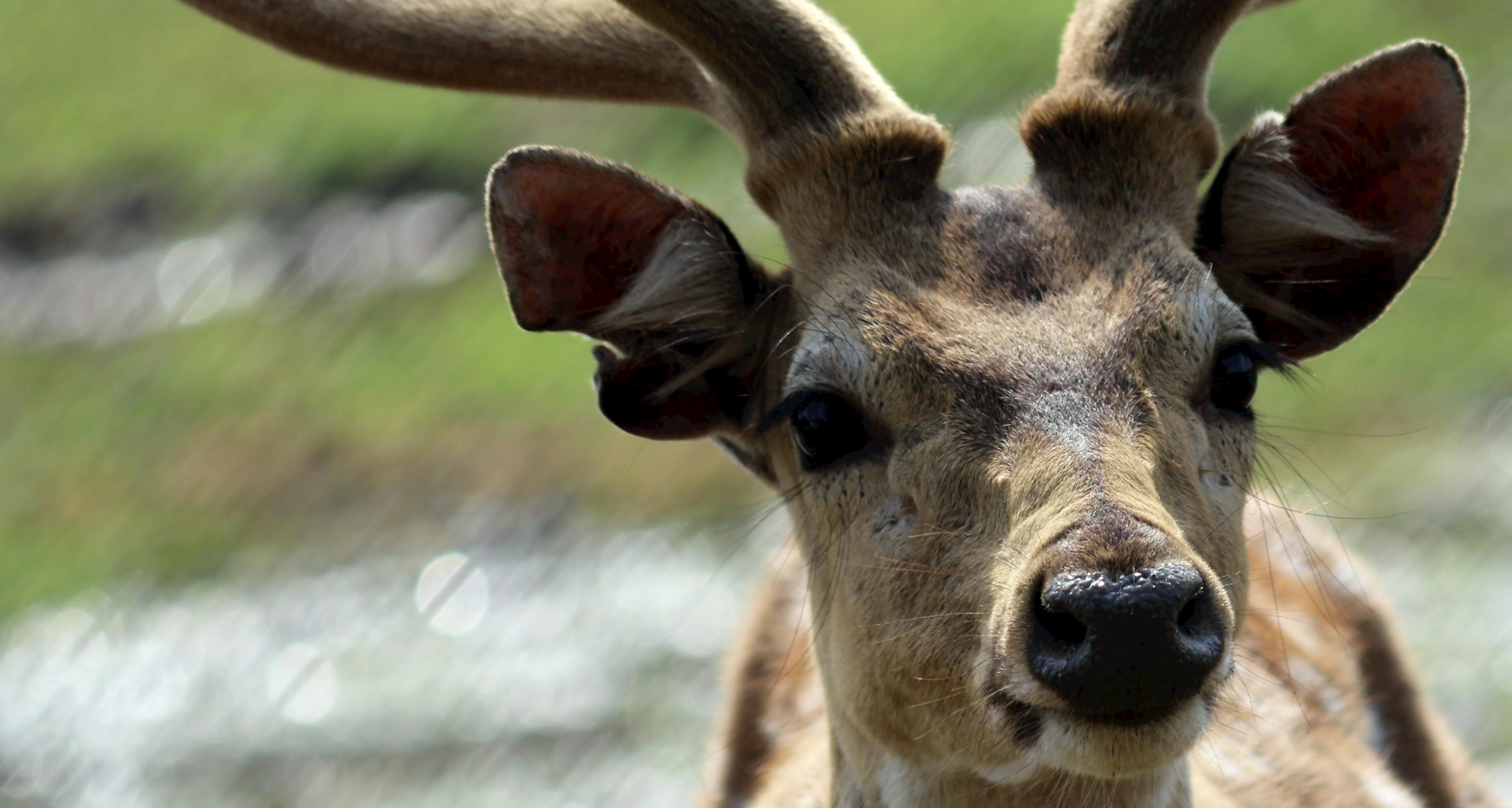 Free stock photo of cervidae