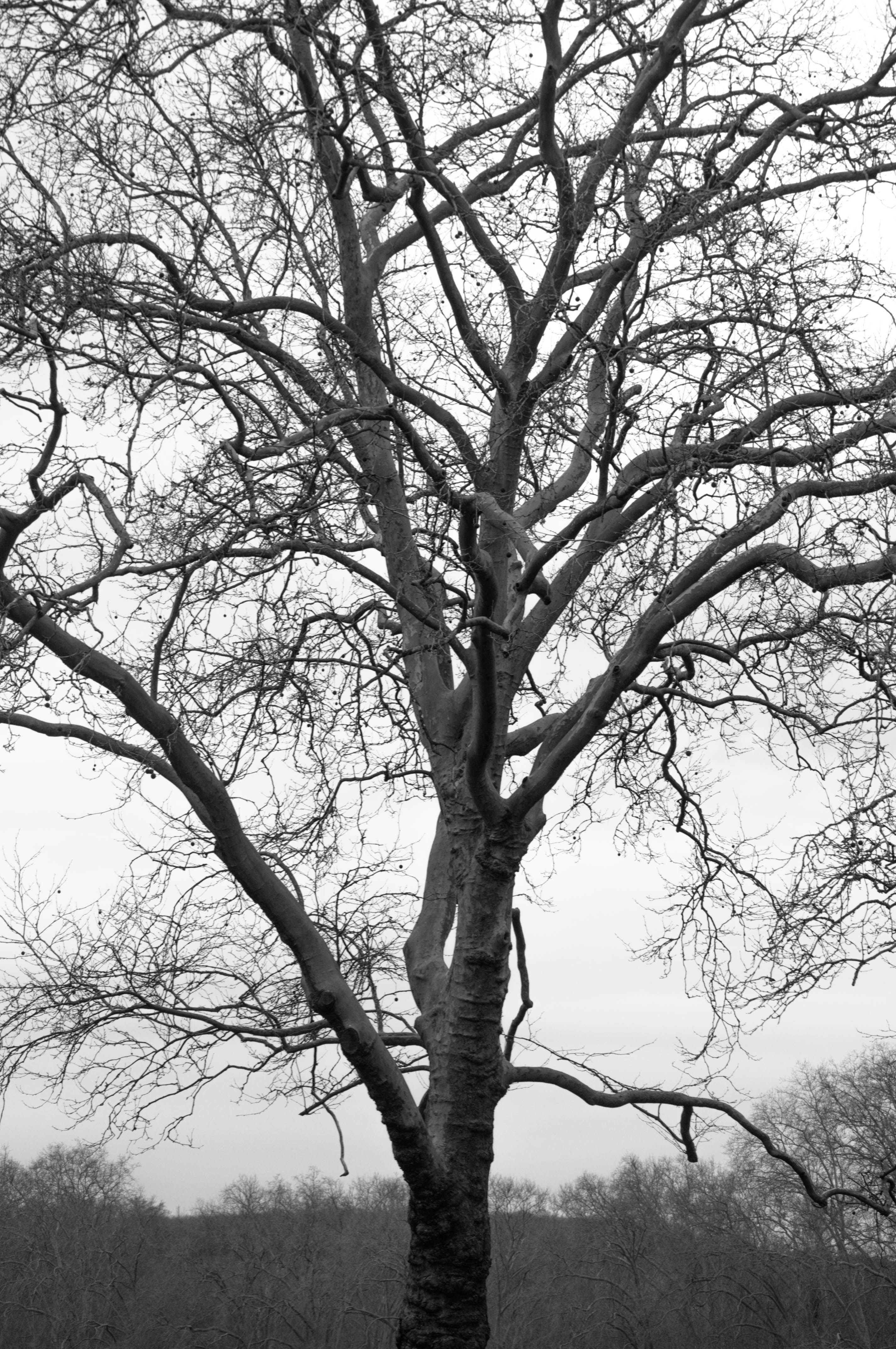 199,967+ Best Free Winter tree Stock Photos & Images · 100% Royalty ...
