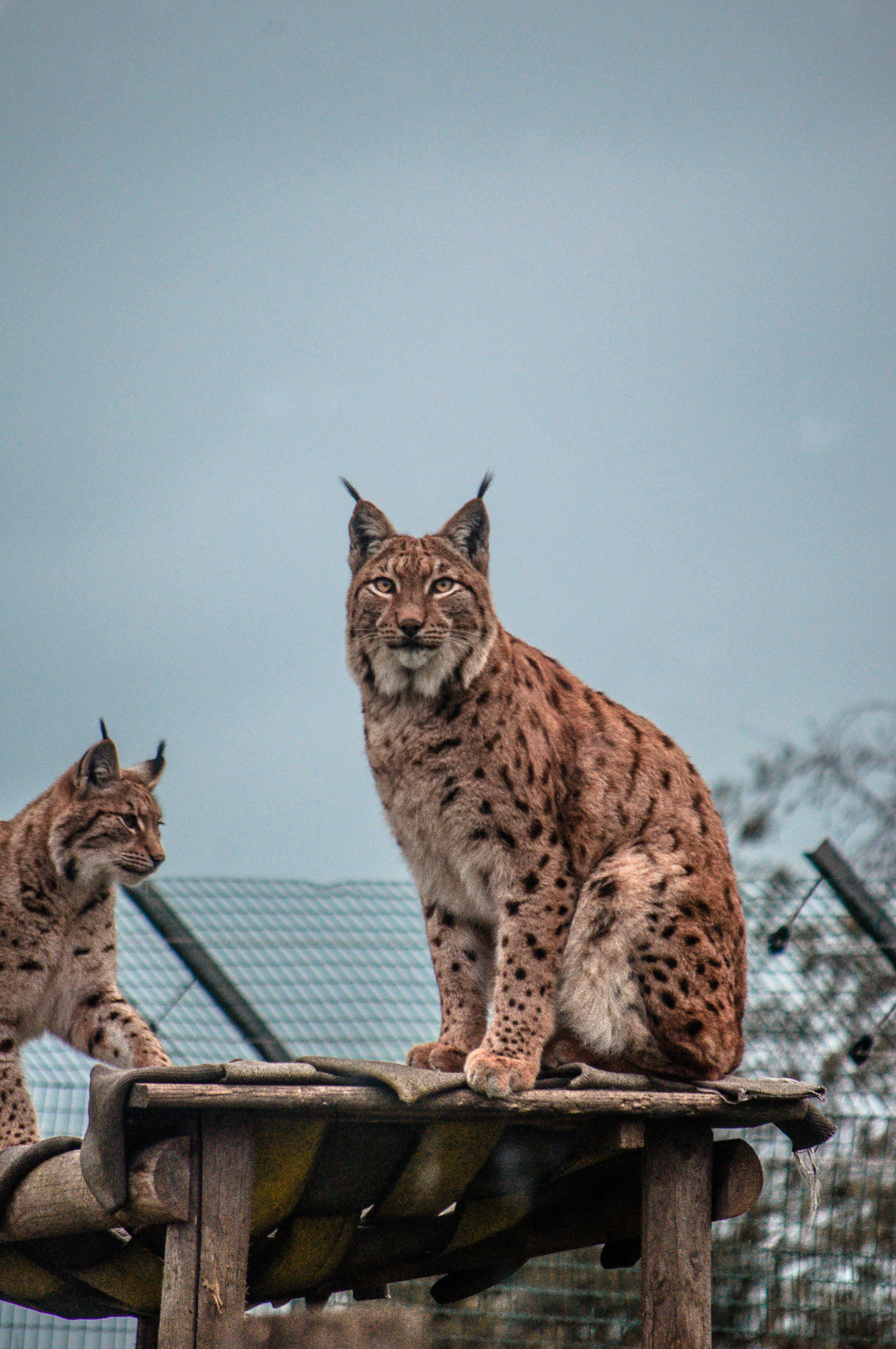Lynx Jumping After Stick During Training · Free Stock Photo