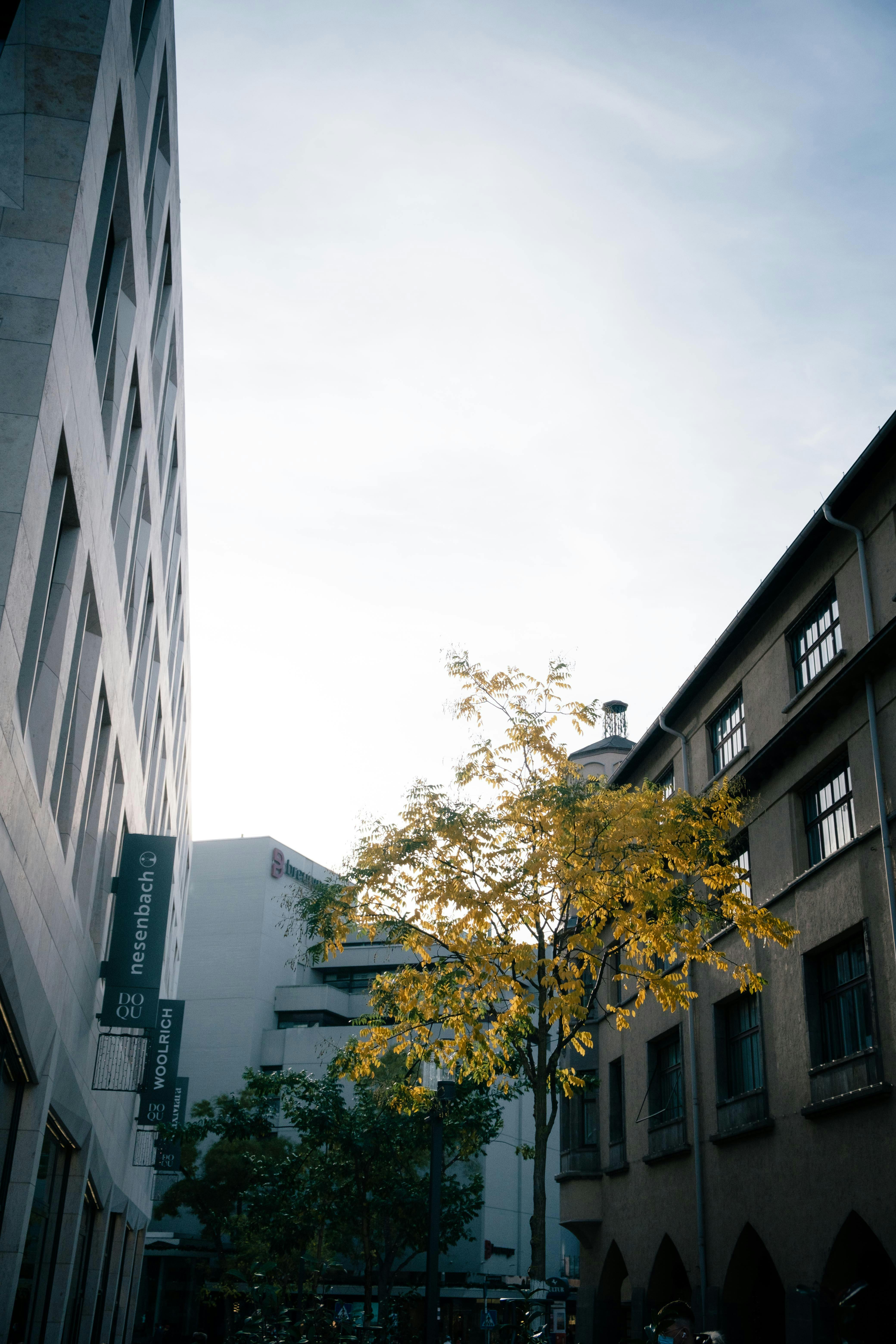 Tree Between Buildings · Free Stock Photo