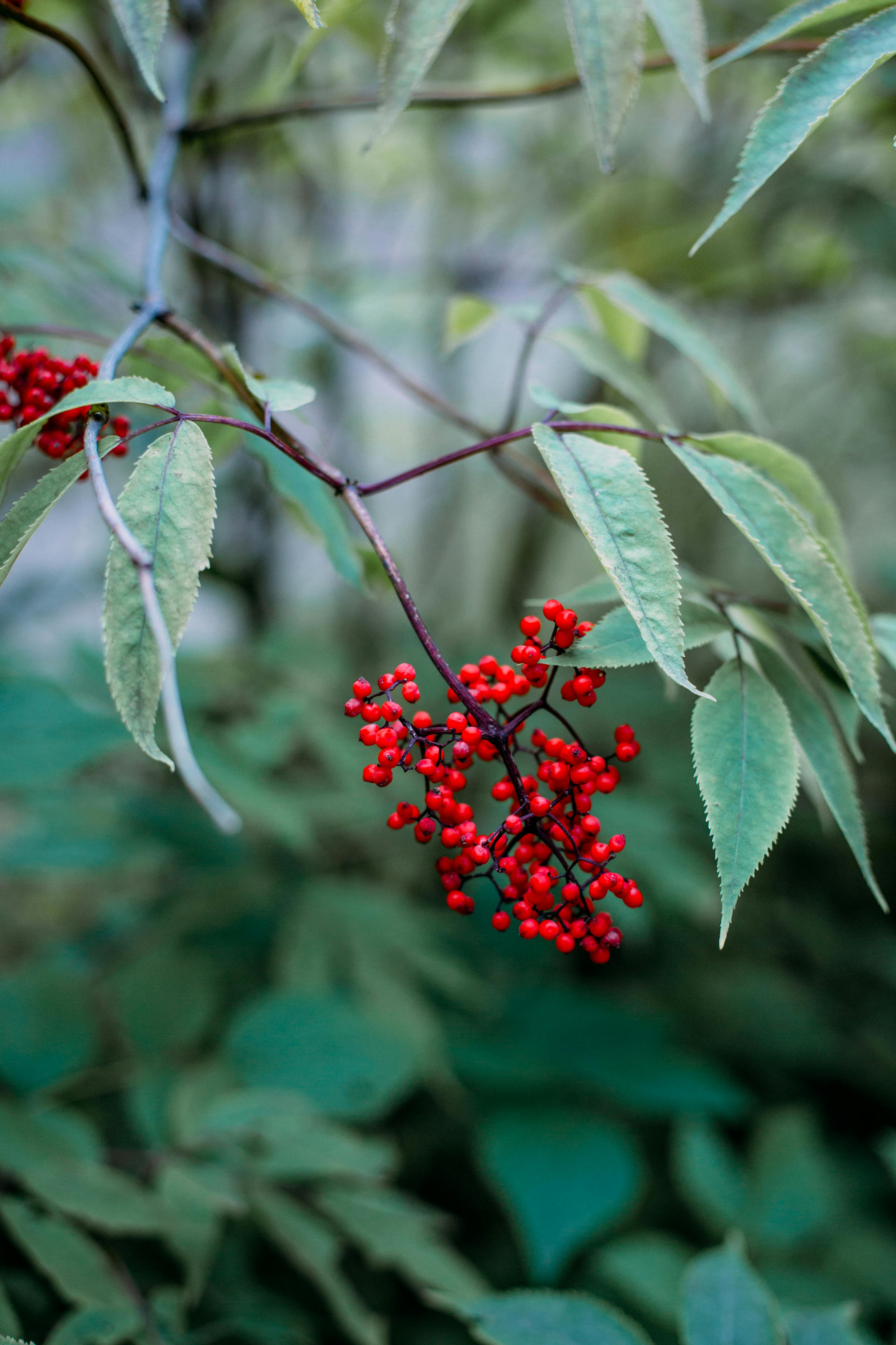 Rowanberries Fruits on Tree Branch · Free Stock Photo
