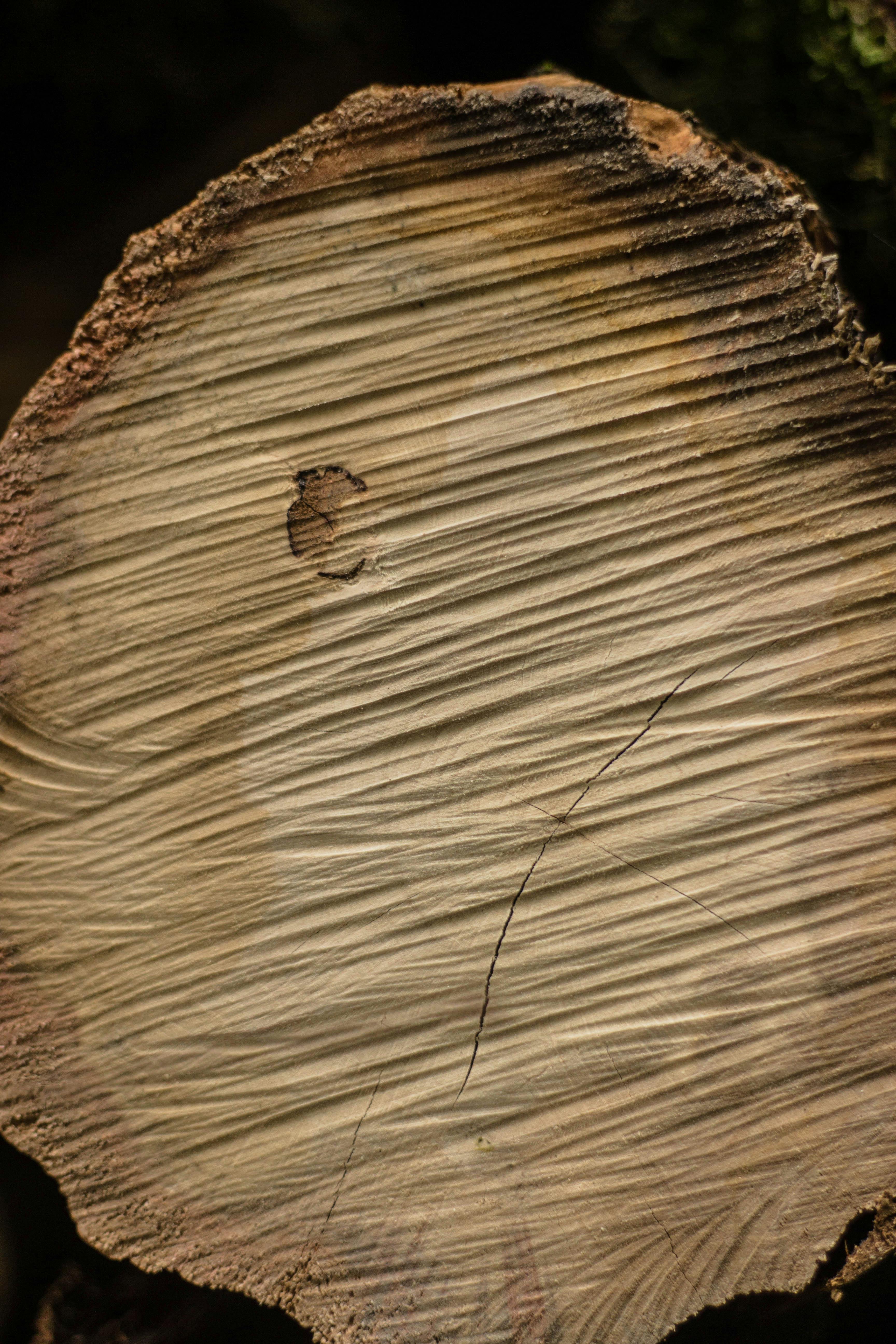 179,557+ Best Free Tree texture Stock Photos & Images · 100% Royalty ...