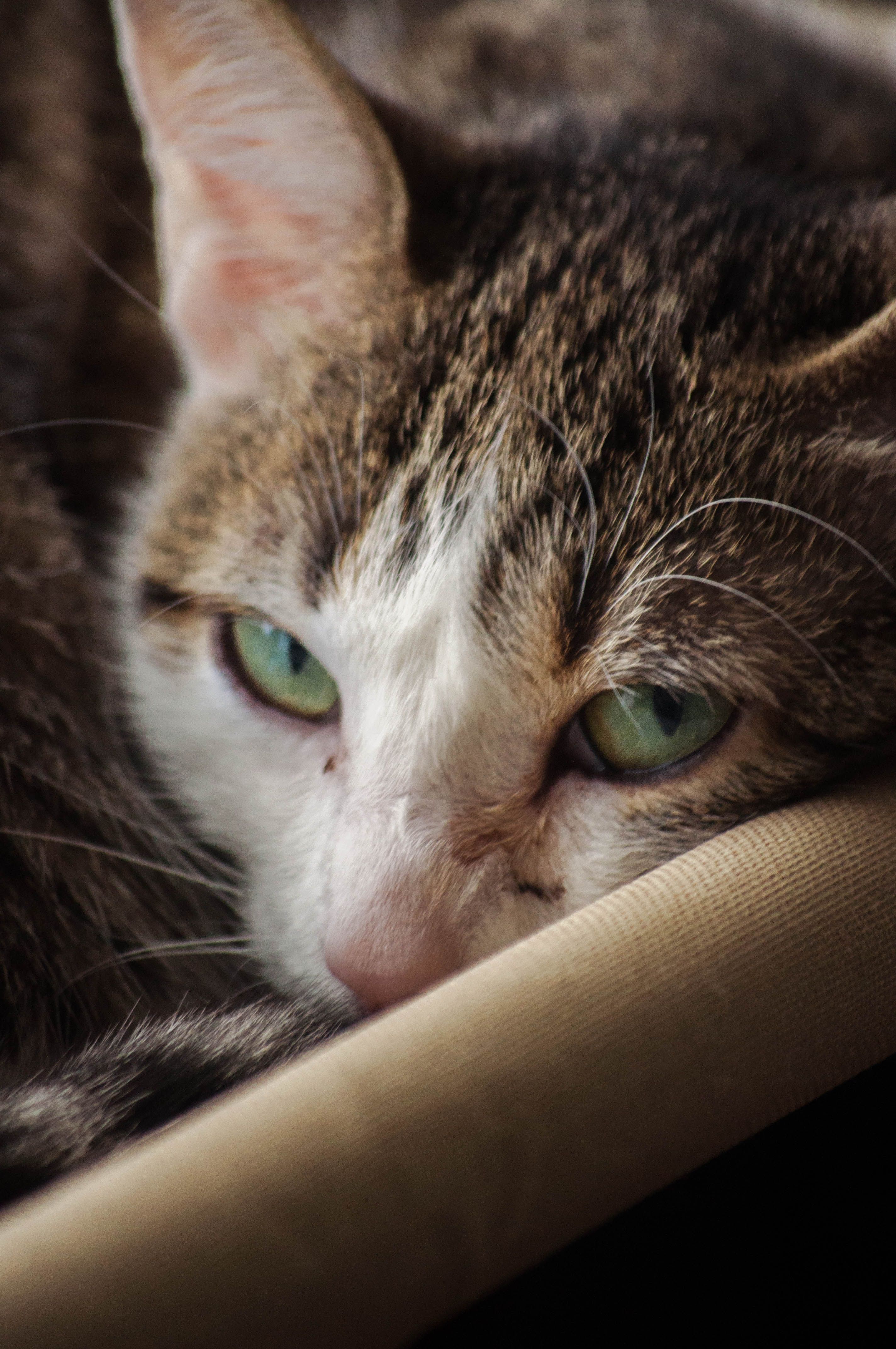 221,065+ Best Free Cat portrait Stock Photos & Images · 100% Royalty ...