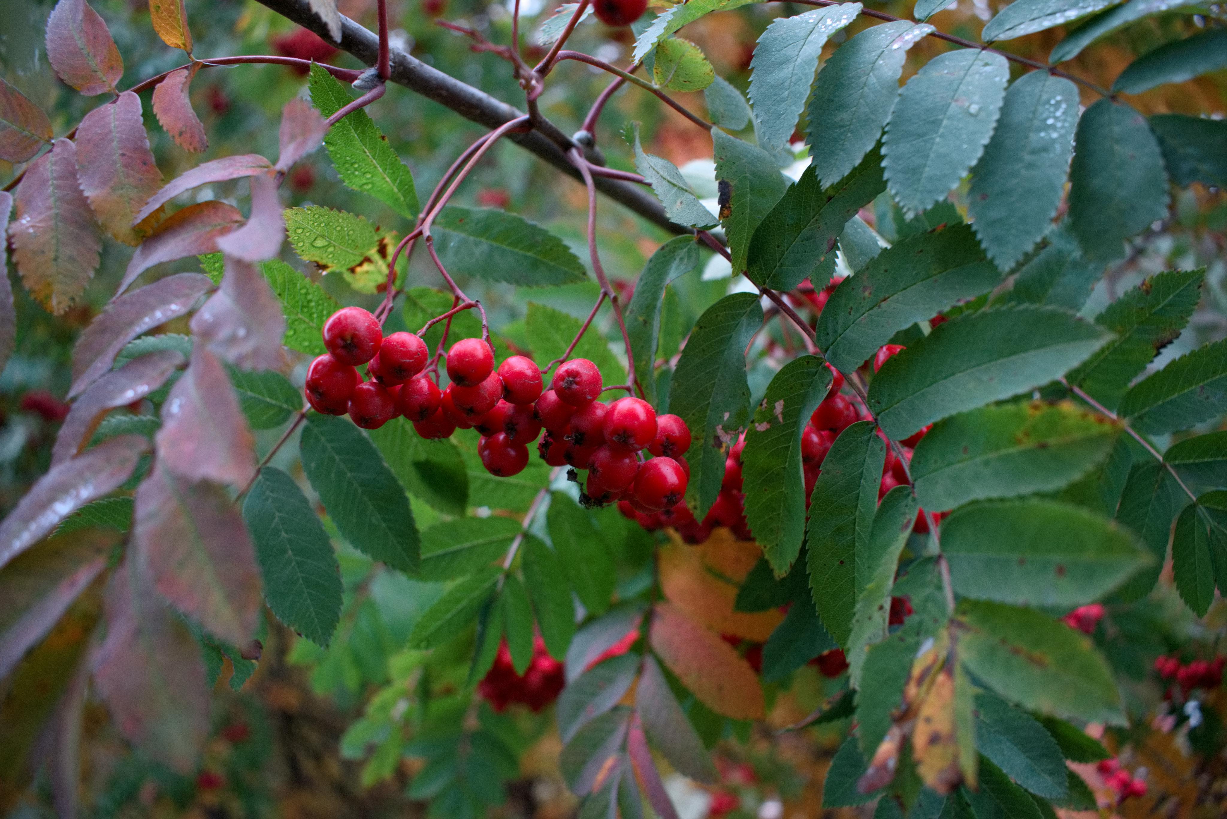 Free stock photo of Finland, mountain-ash, rowan