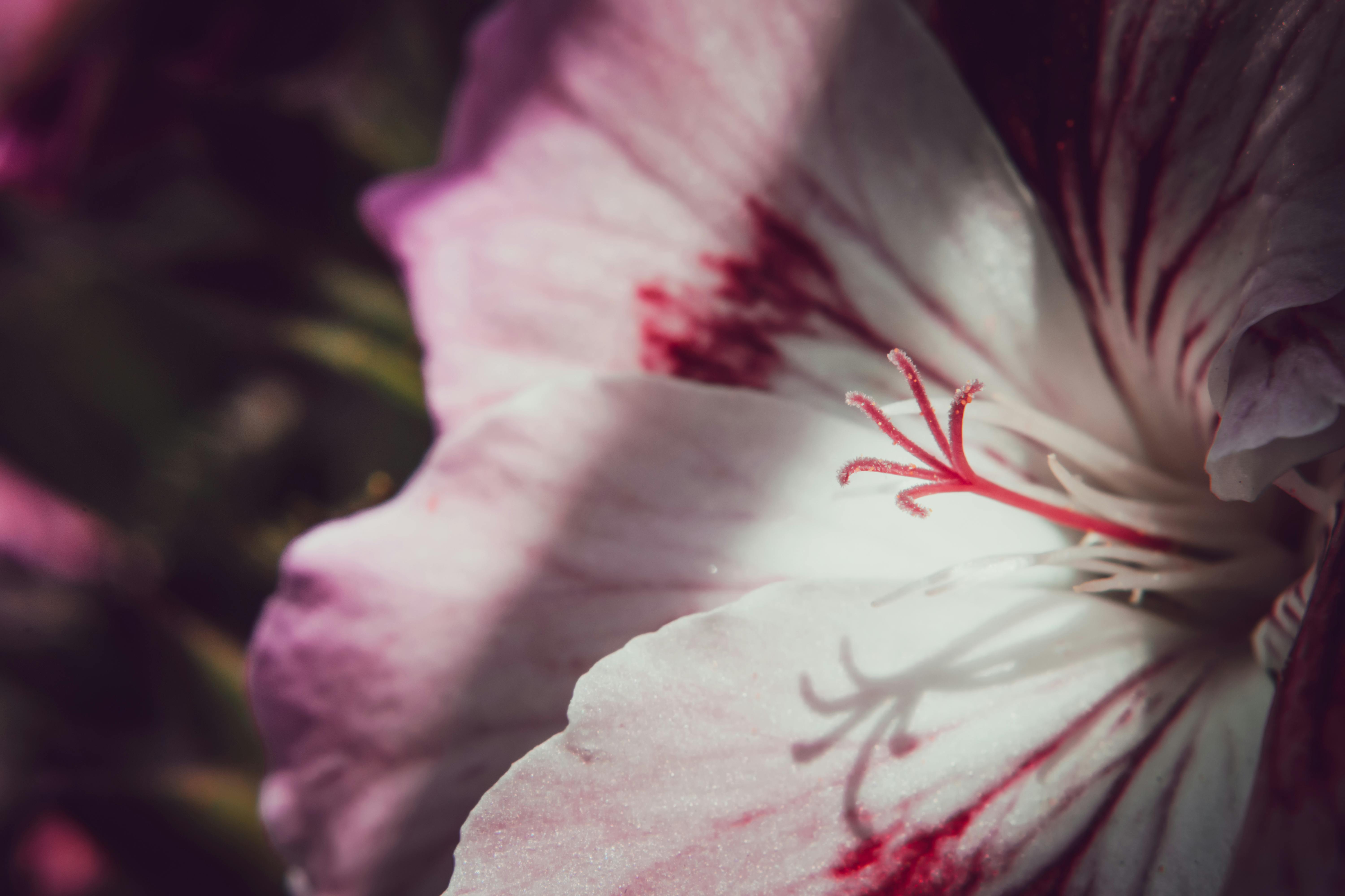 Close-up Photo of a Flower's Stigma · Free Stock Photo