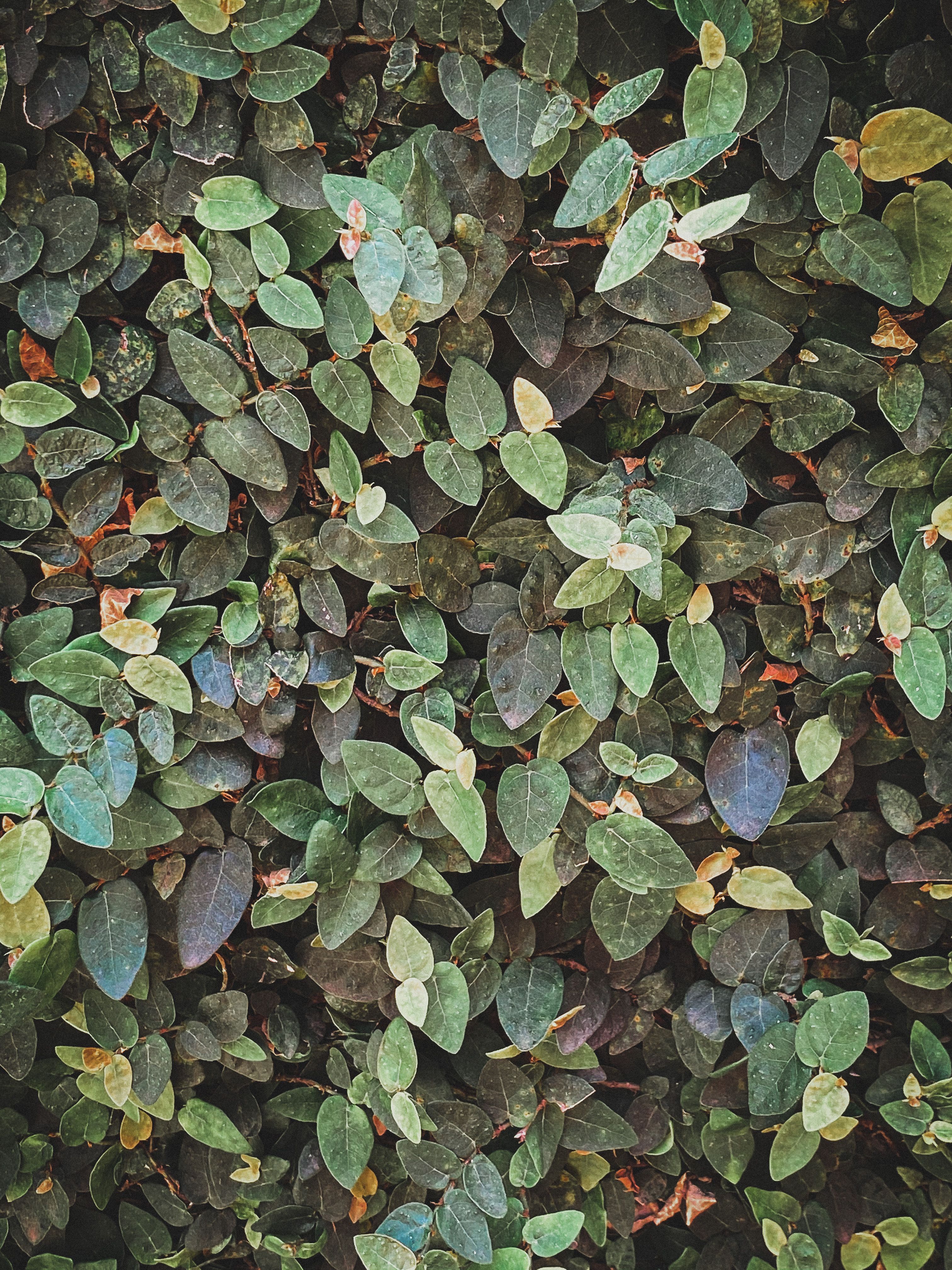 Green Leaves of Bush · Free Stock Photo