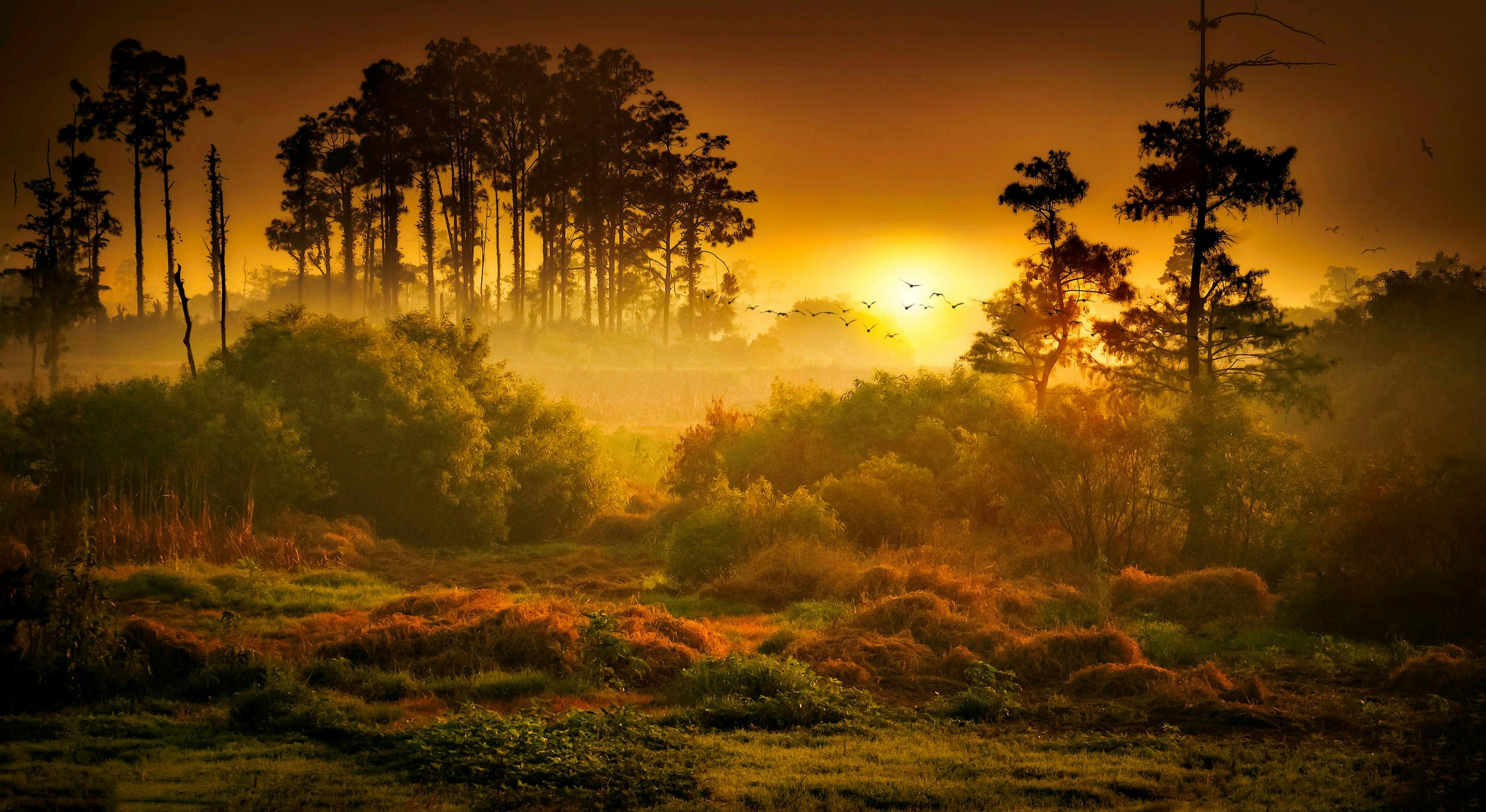 Trees during Sunset · Free Stock Photo