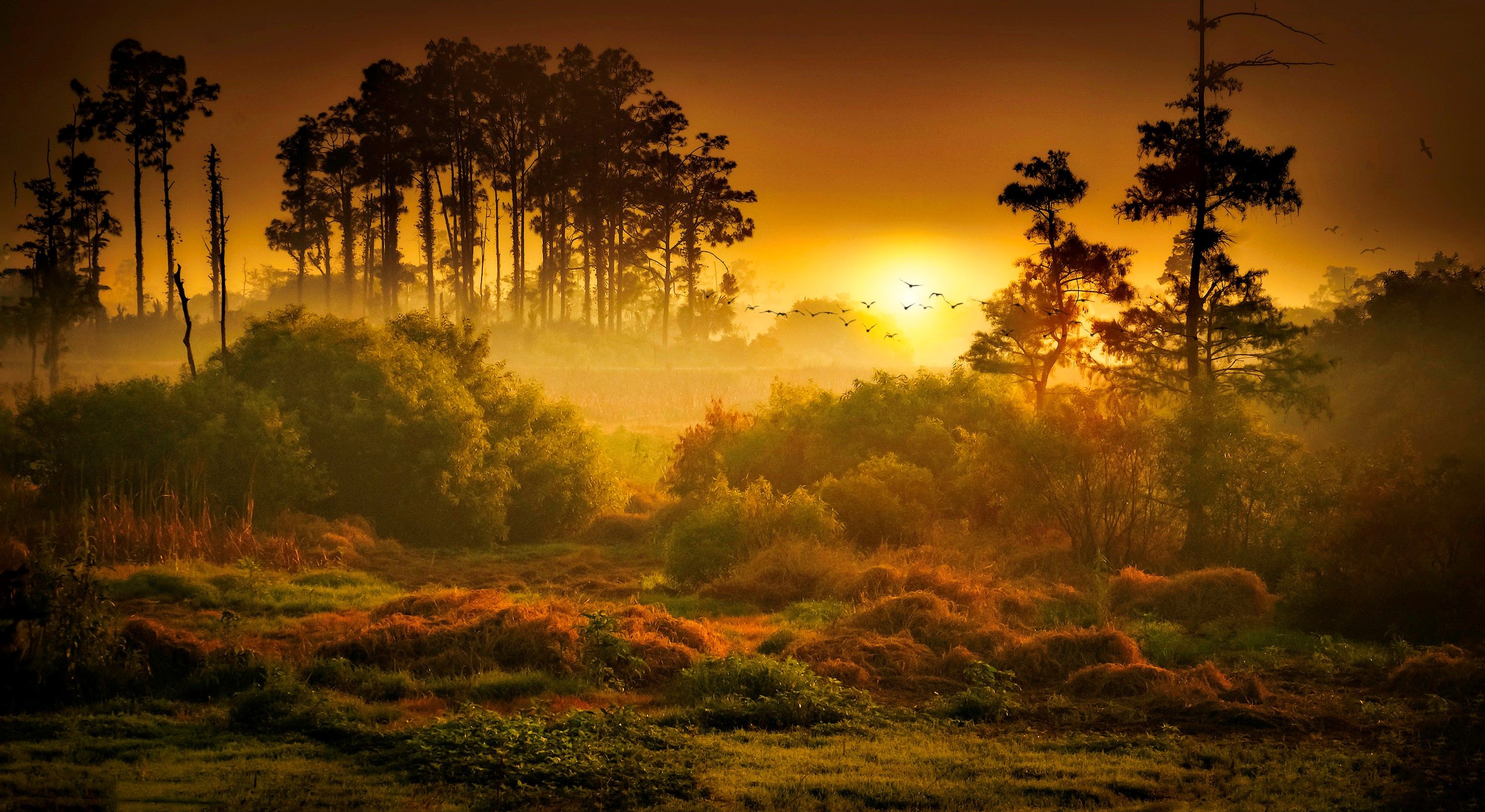 Trees during Sunset · Free Stock Photo