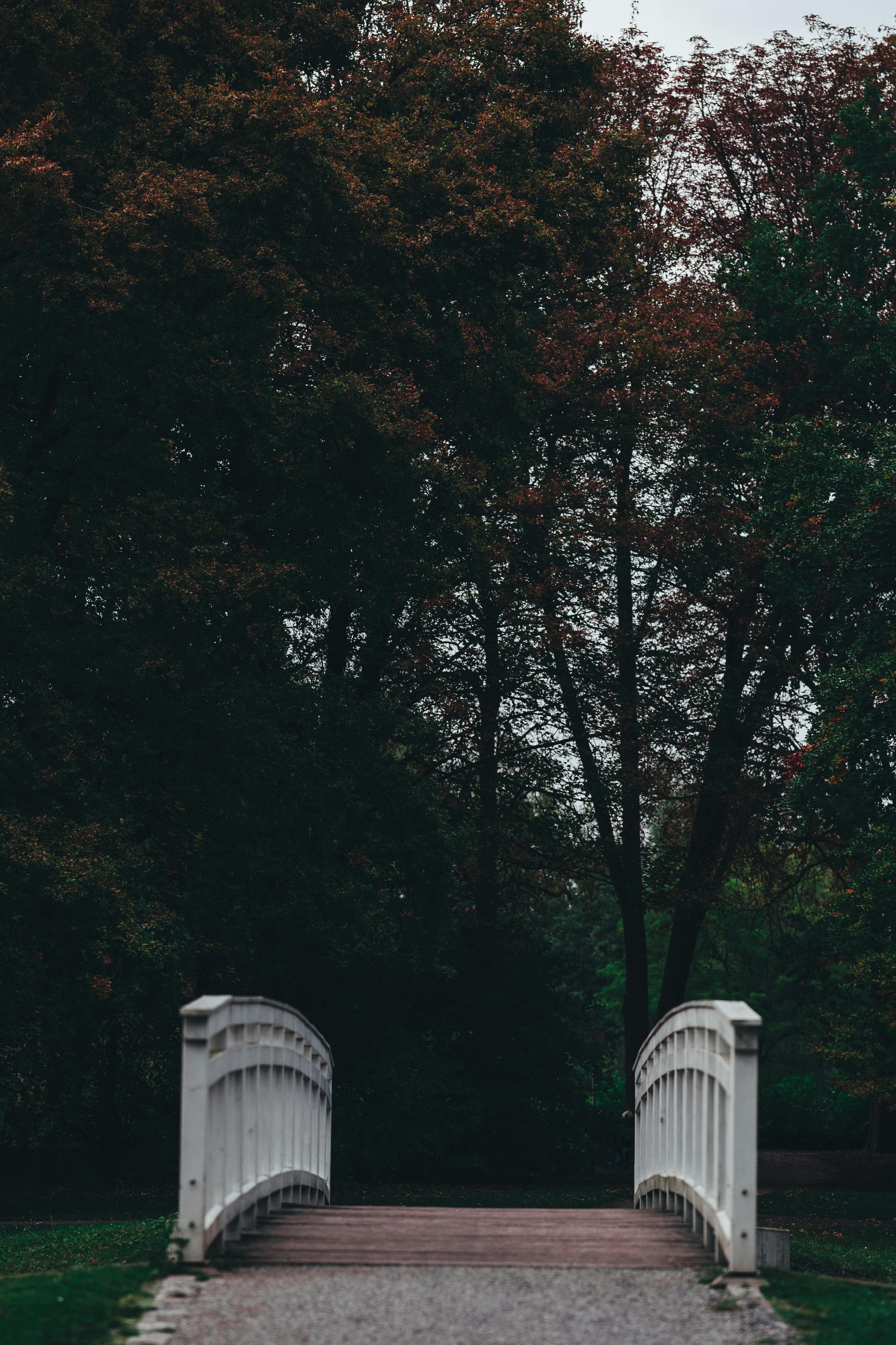 A Wooden Bridge Near Green and Brown Trees · Free Stock Photo