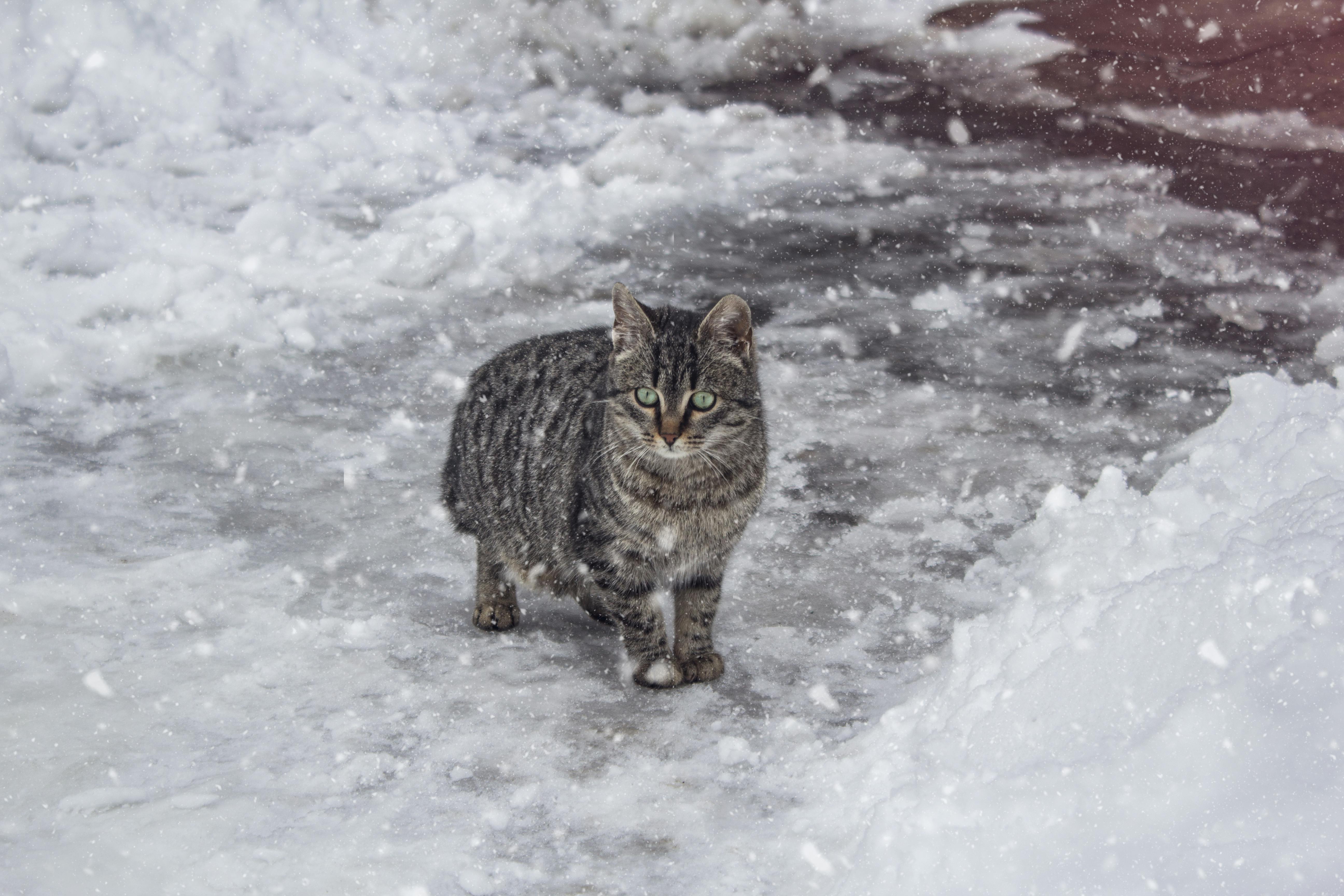 Tabby Cat on a Snow Covered Ground · Free Stock Photo