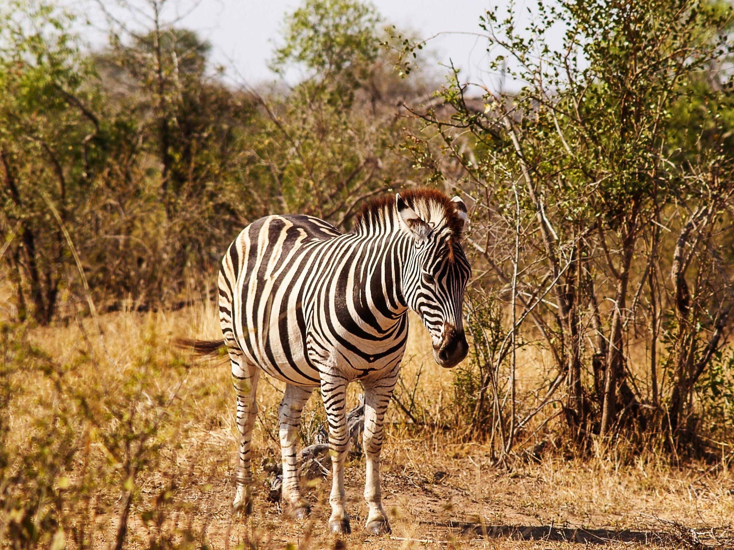 Bas van Brandwijk - fotografia