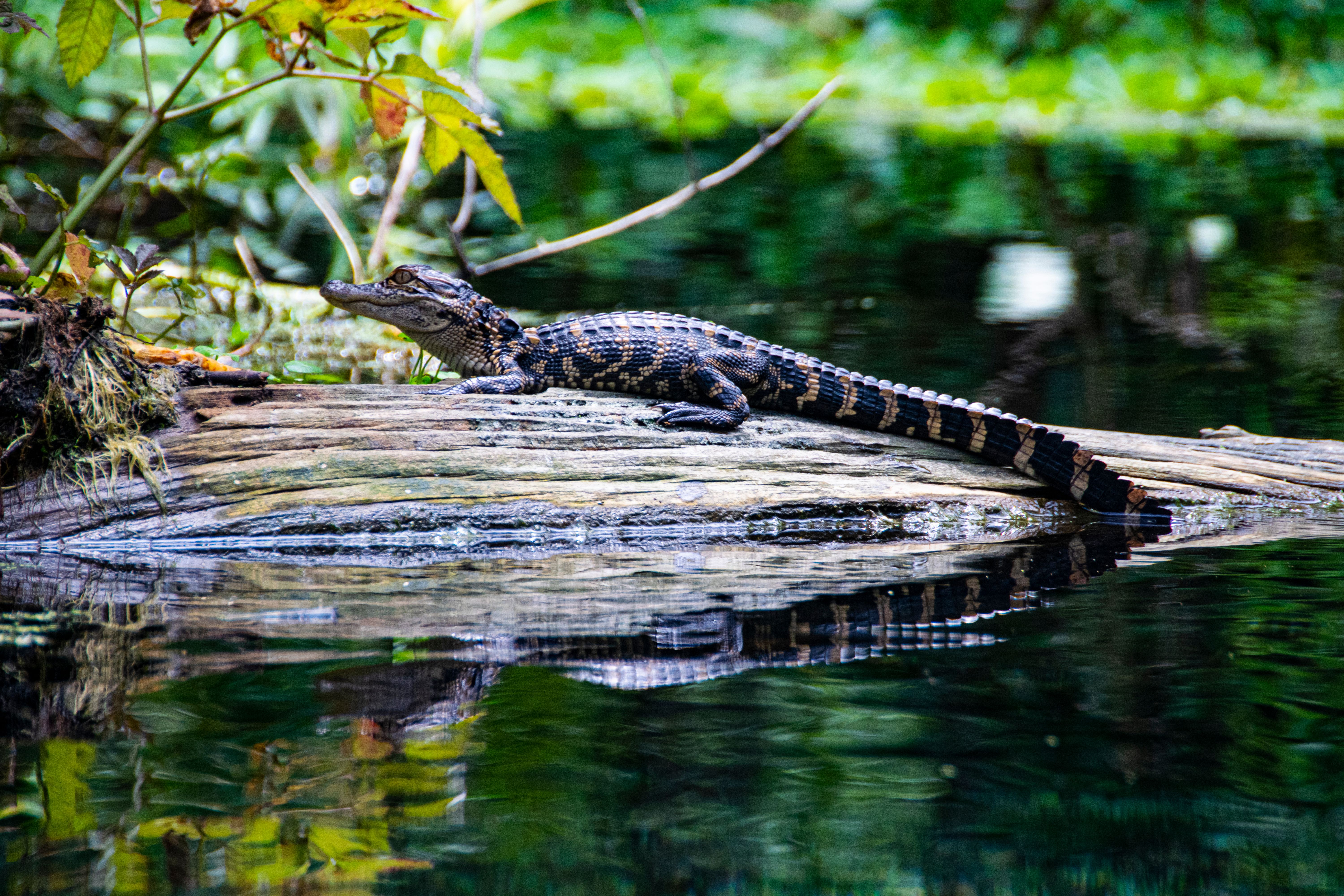 Man Holding Alligator Selective Focus Photography · Free Stock Photo