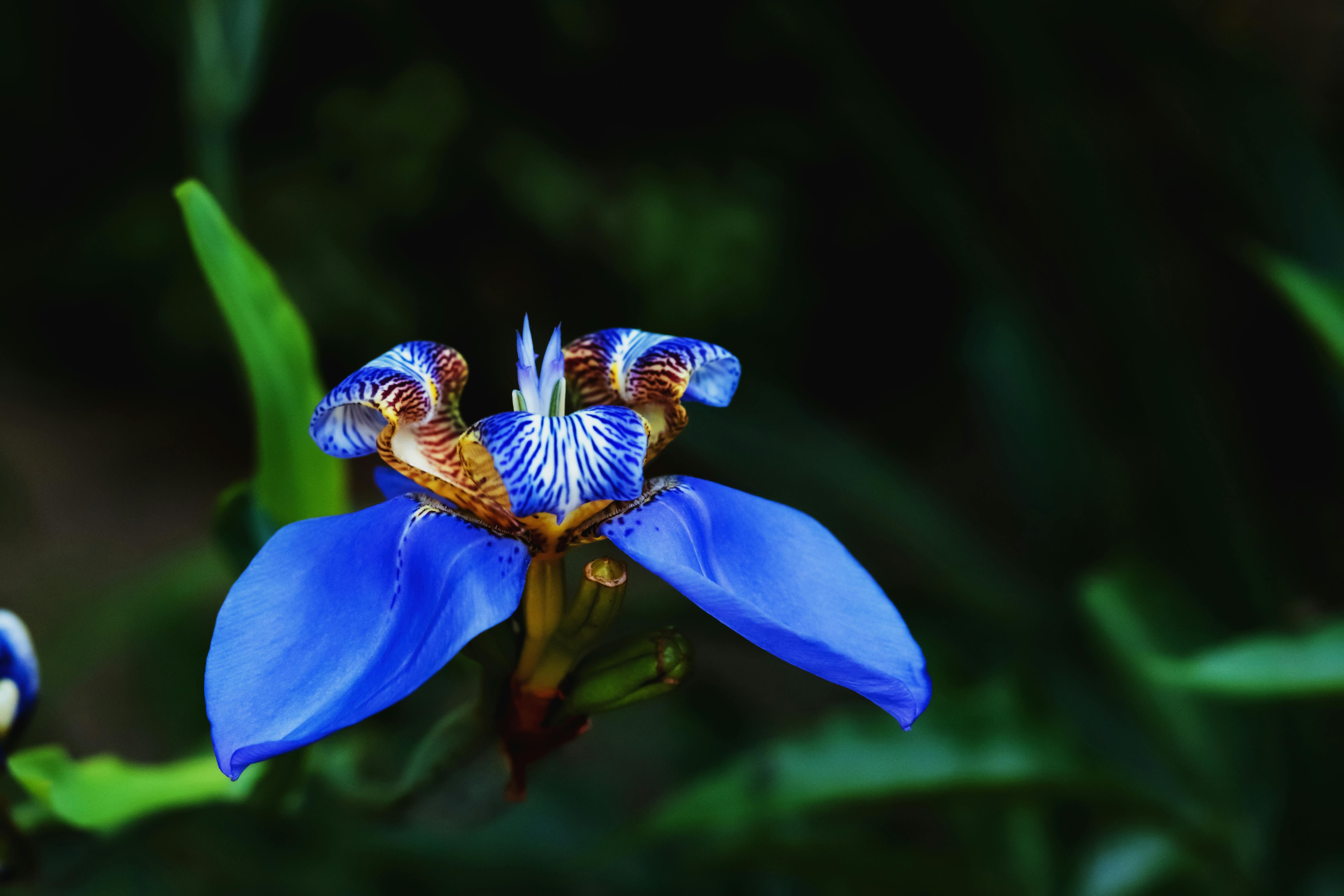 Blooming Walking Iris Flower · Free Stock Photo
