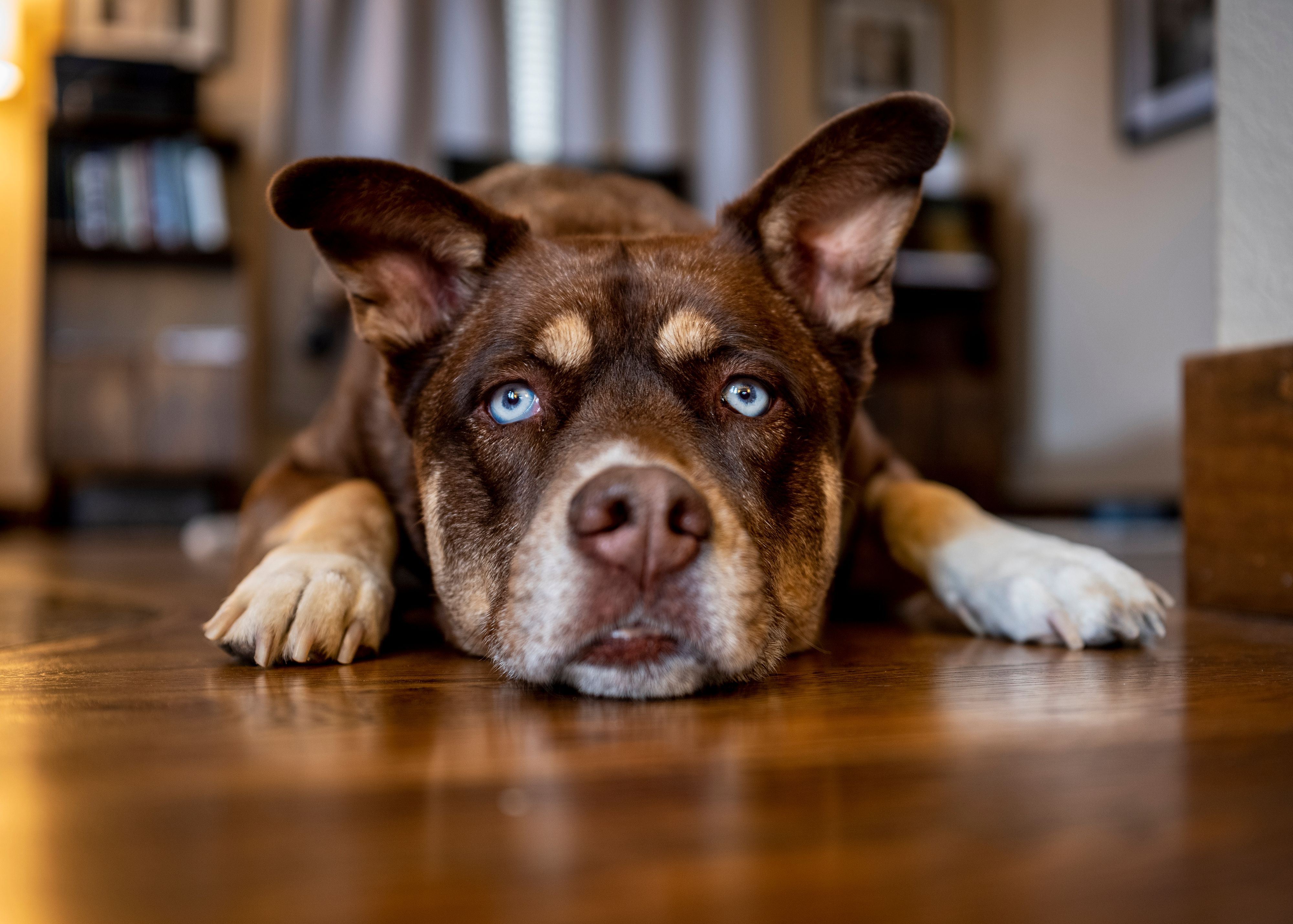 Close Up Photo of Dog · Free Stock Photo