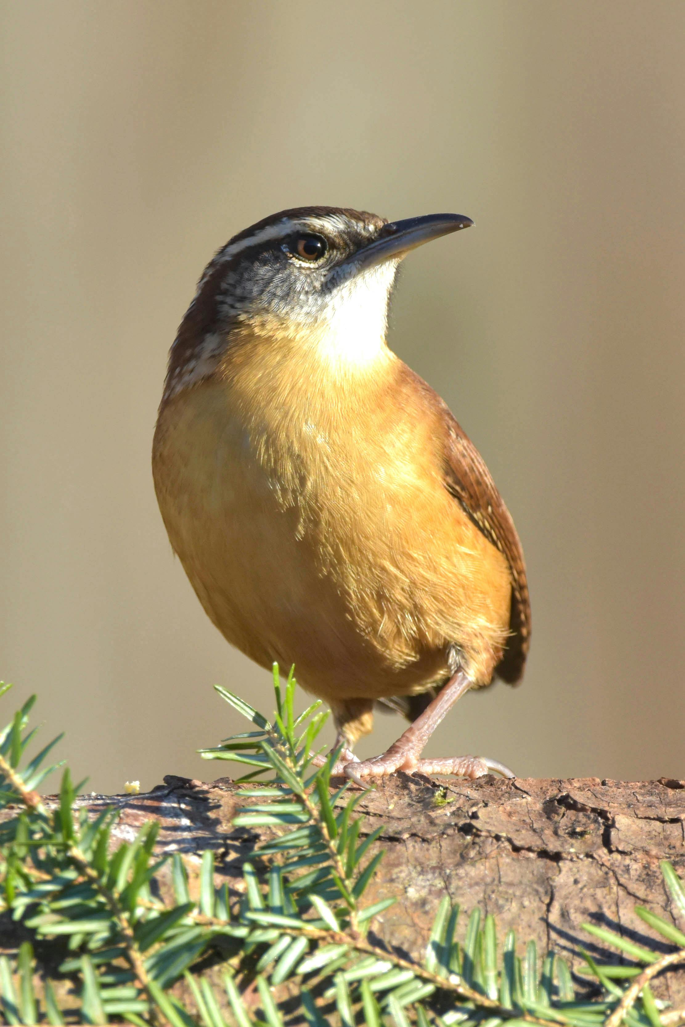 Close Up Photo of a Red Bird · Free Stock Photo