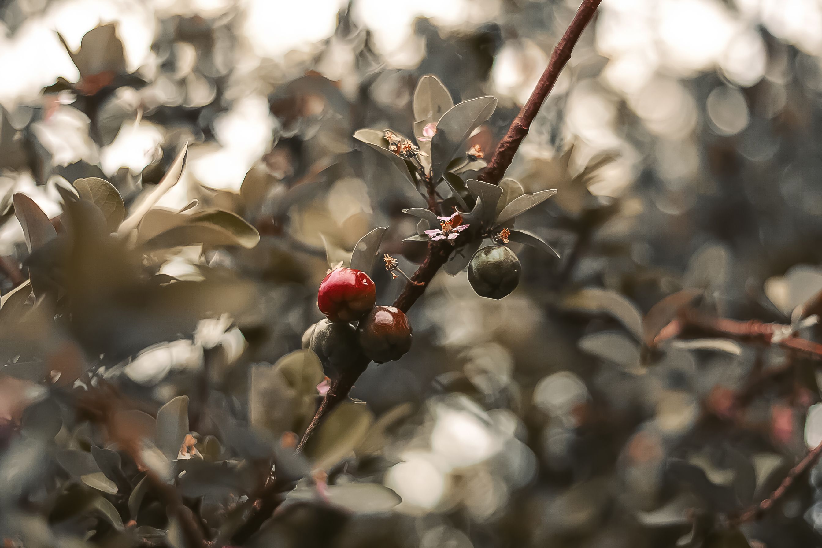 Blueberries Growing on Branch · Free Stock Photo