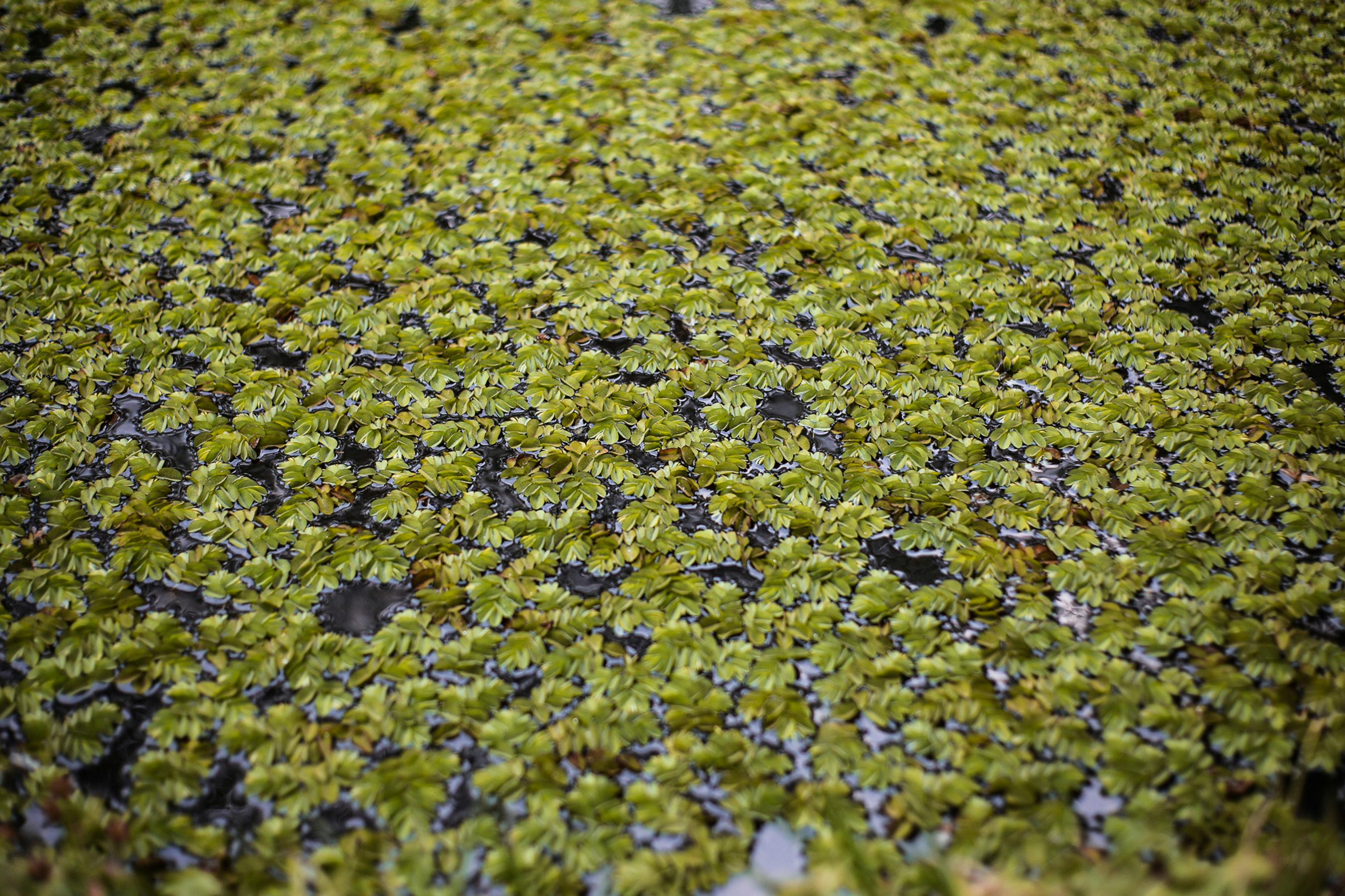 Green Leaves Floating on Water · Free Stock Photo