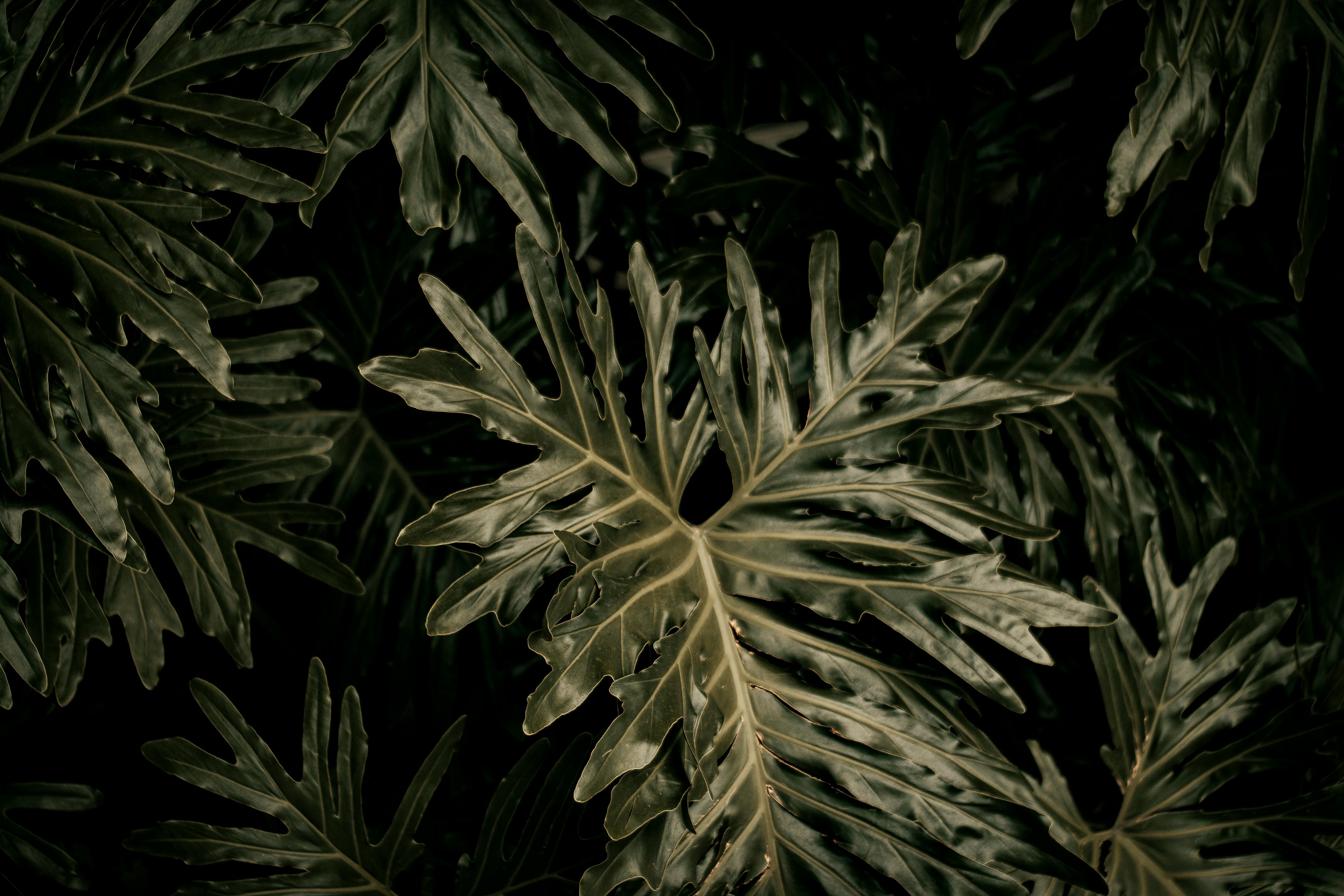 Lacy tree philodendron leaves growing in forest · Free Stock Photo