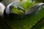 Snake Photos, Download The BEST Free Snake Stock Photos & HD Images
