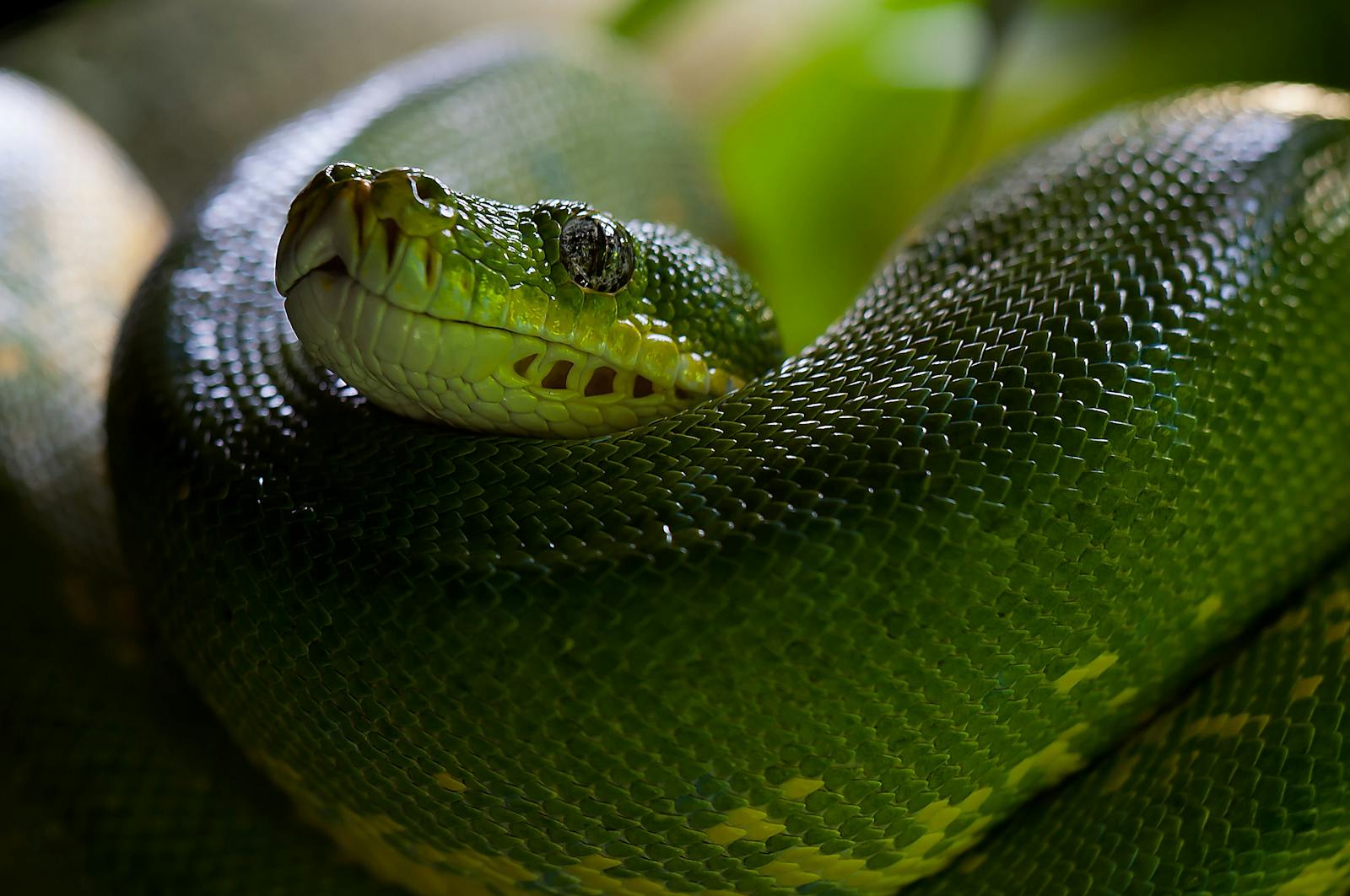 Snake Photos, Download The BEST Free Snake Stock Photos & HD Images