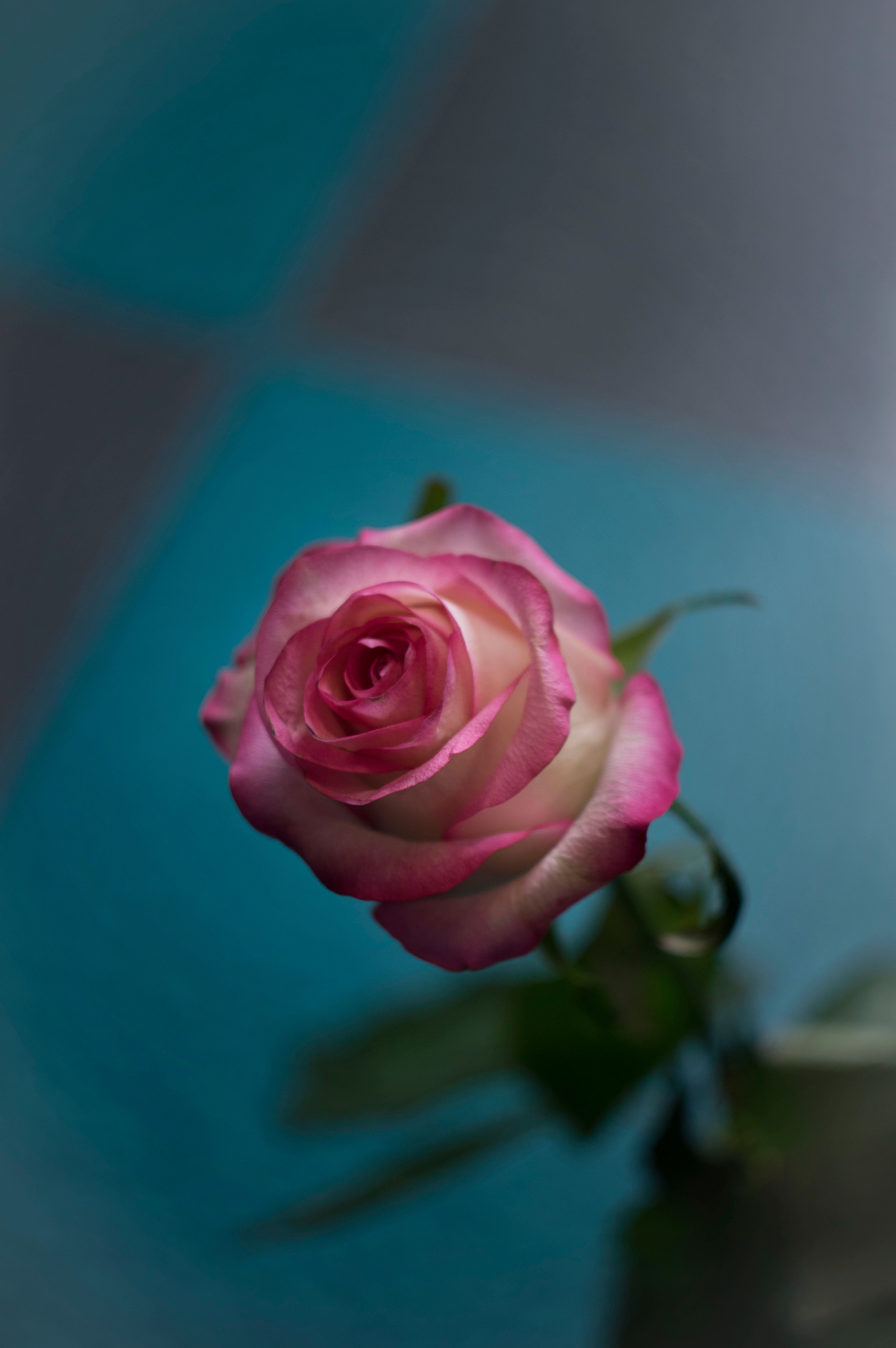 Rose Flower in Garden · Free Stock Photo