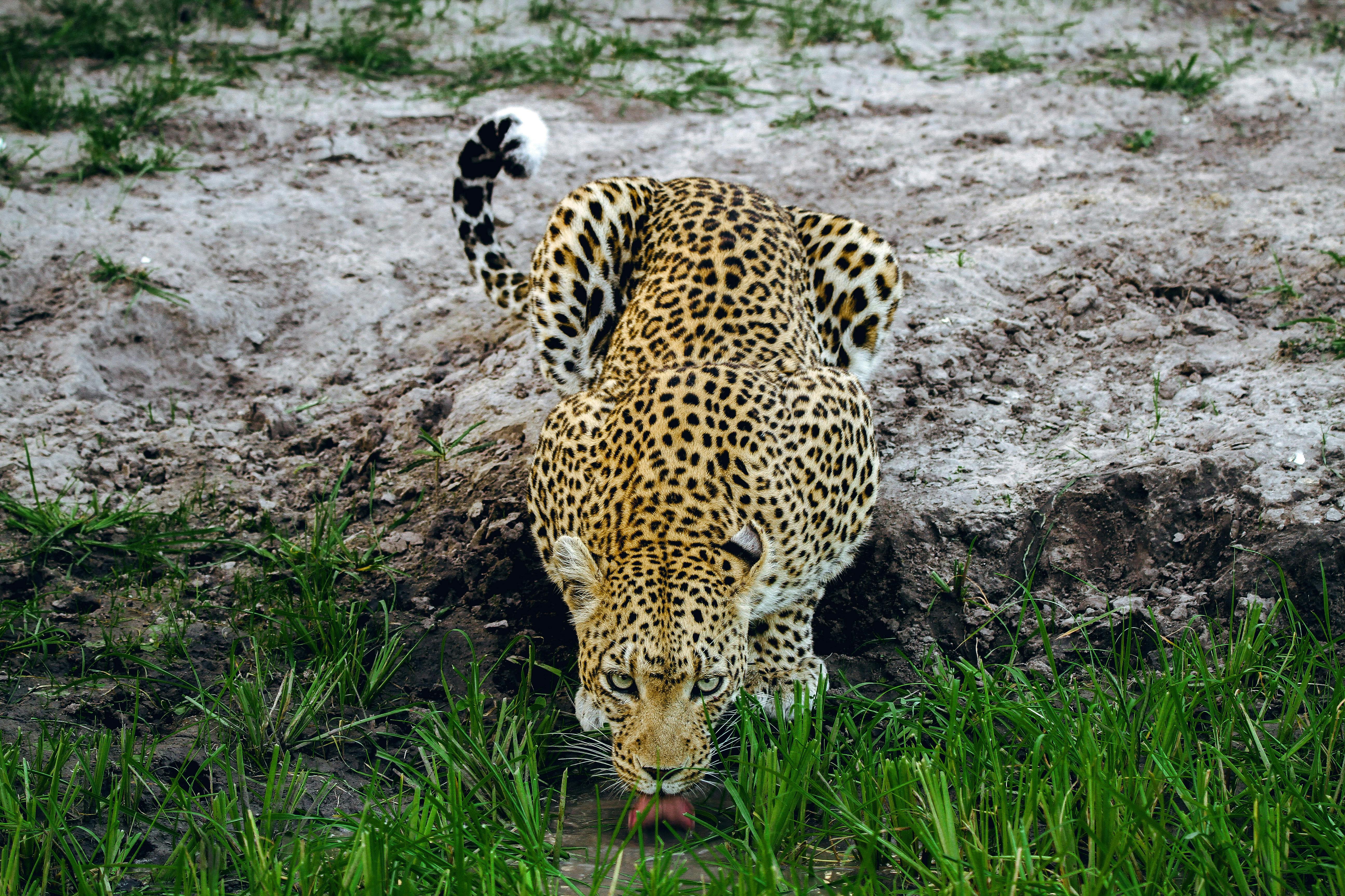 Leopard Drinking Water · Free Stock Photo