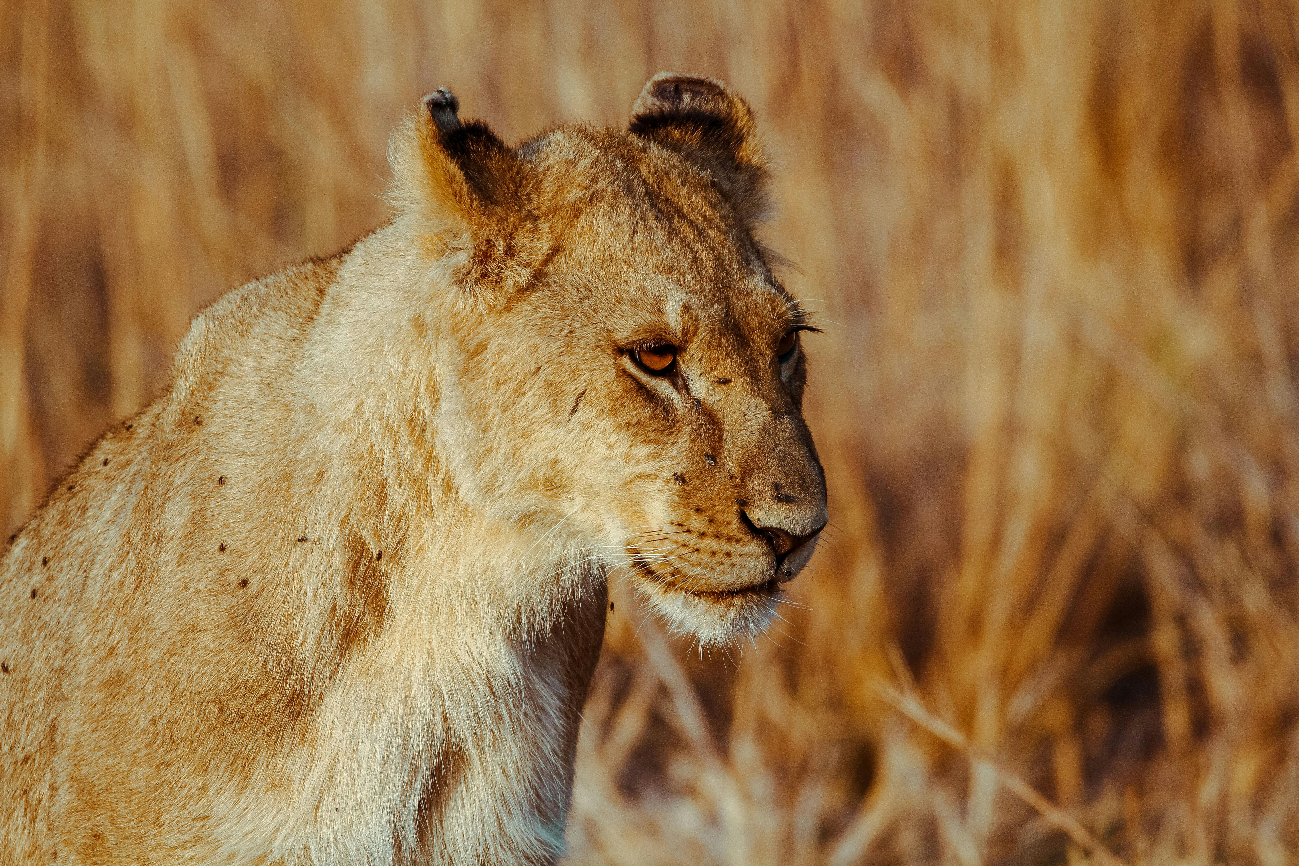 Close up of Lion Roaring · Free Stock Photo