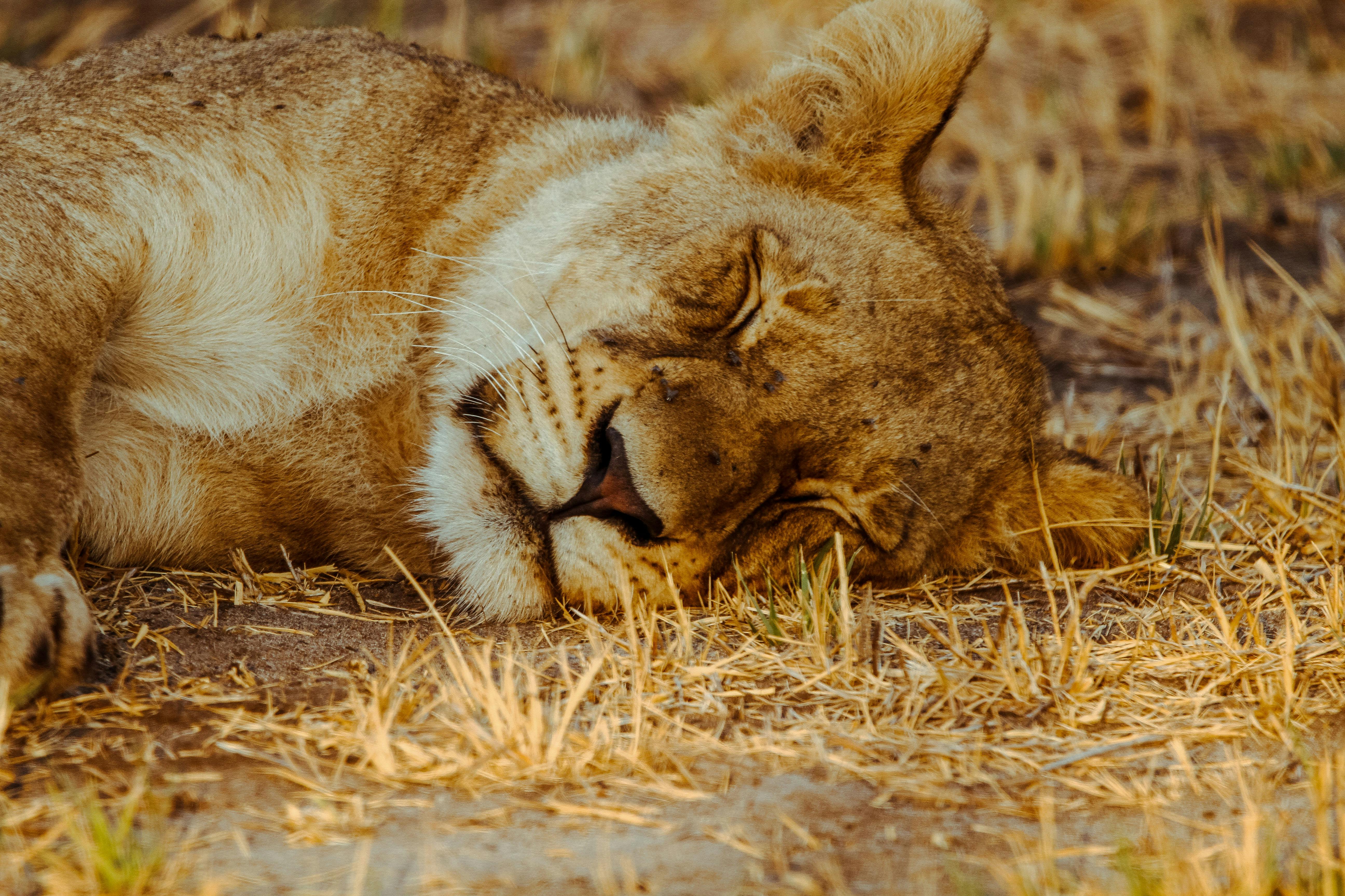 Portrait of Sleeping Lion · Free Stock Photo