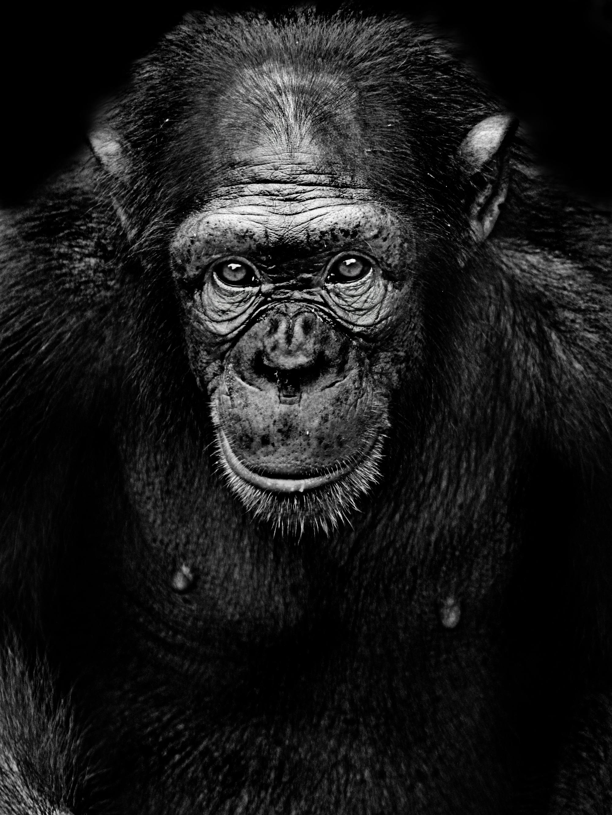 Monochrome Photography of a Chimpanzee · Free Stock Photo