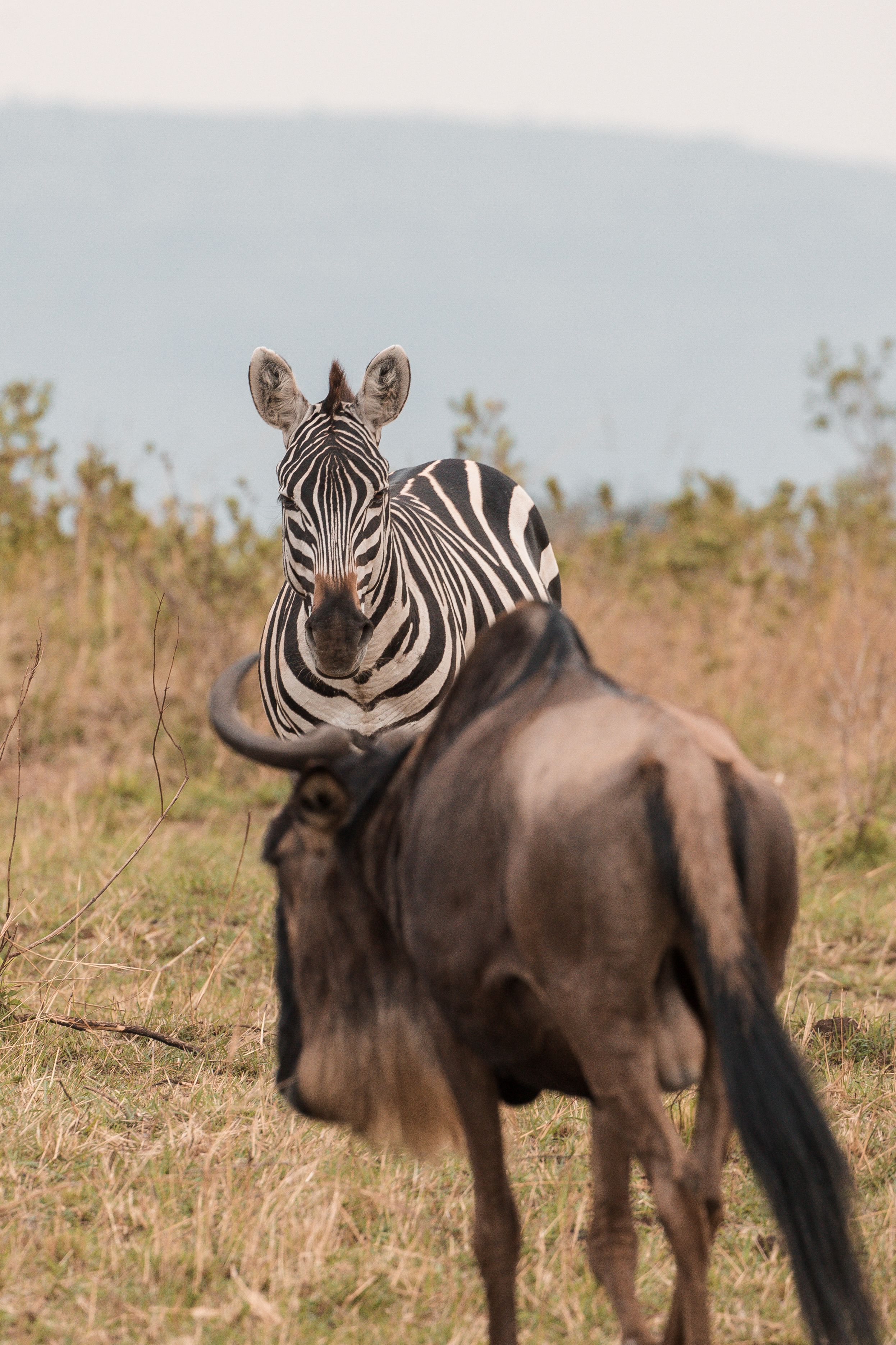 Blue Wildebeest Photos, Download The BEST Free Blue Wildebeest Stock ...