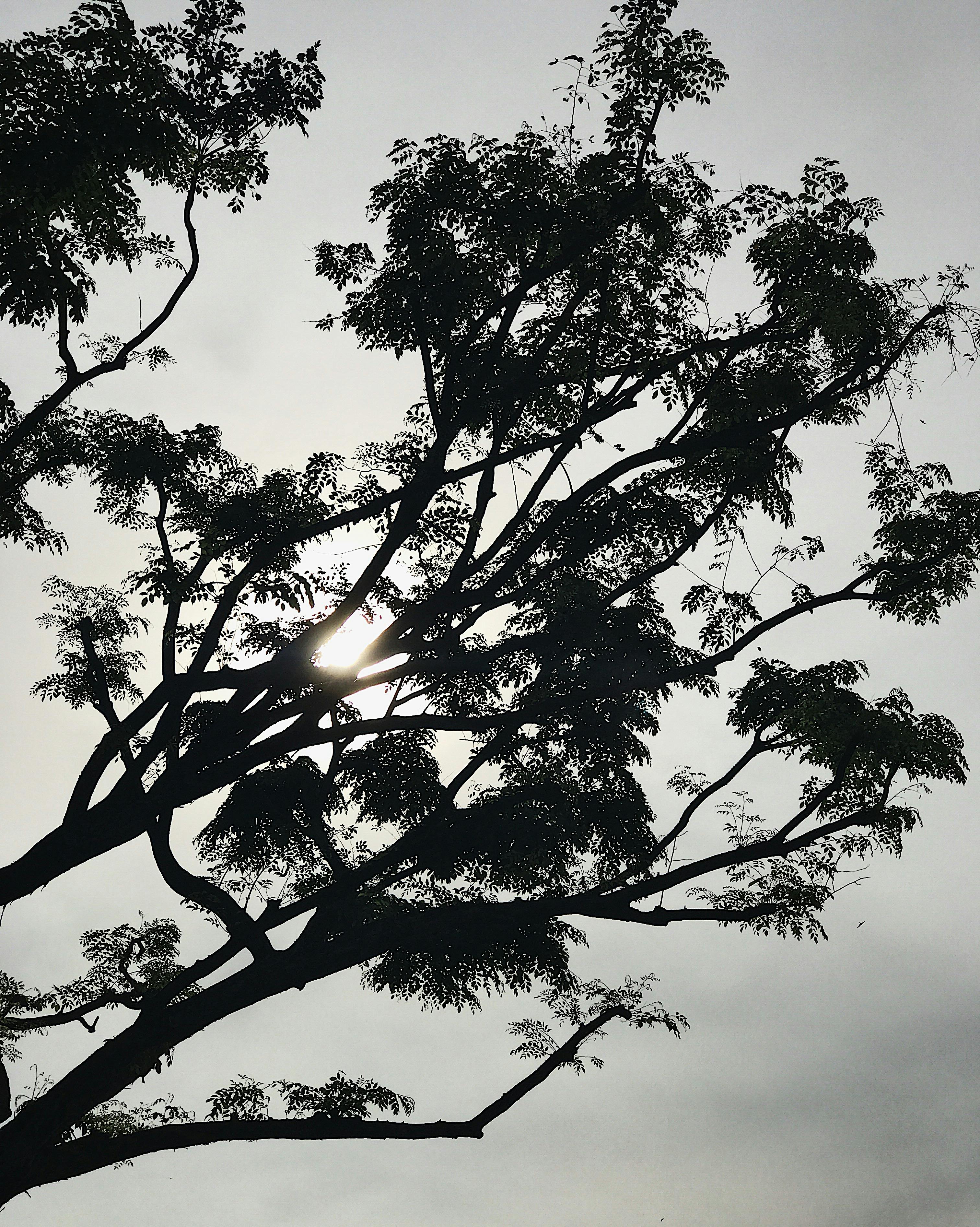 Silhouette of a Tree Leaves · Free Stock Photo