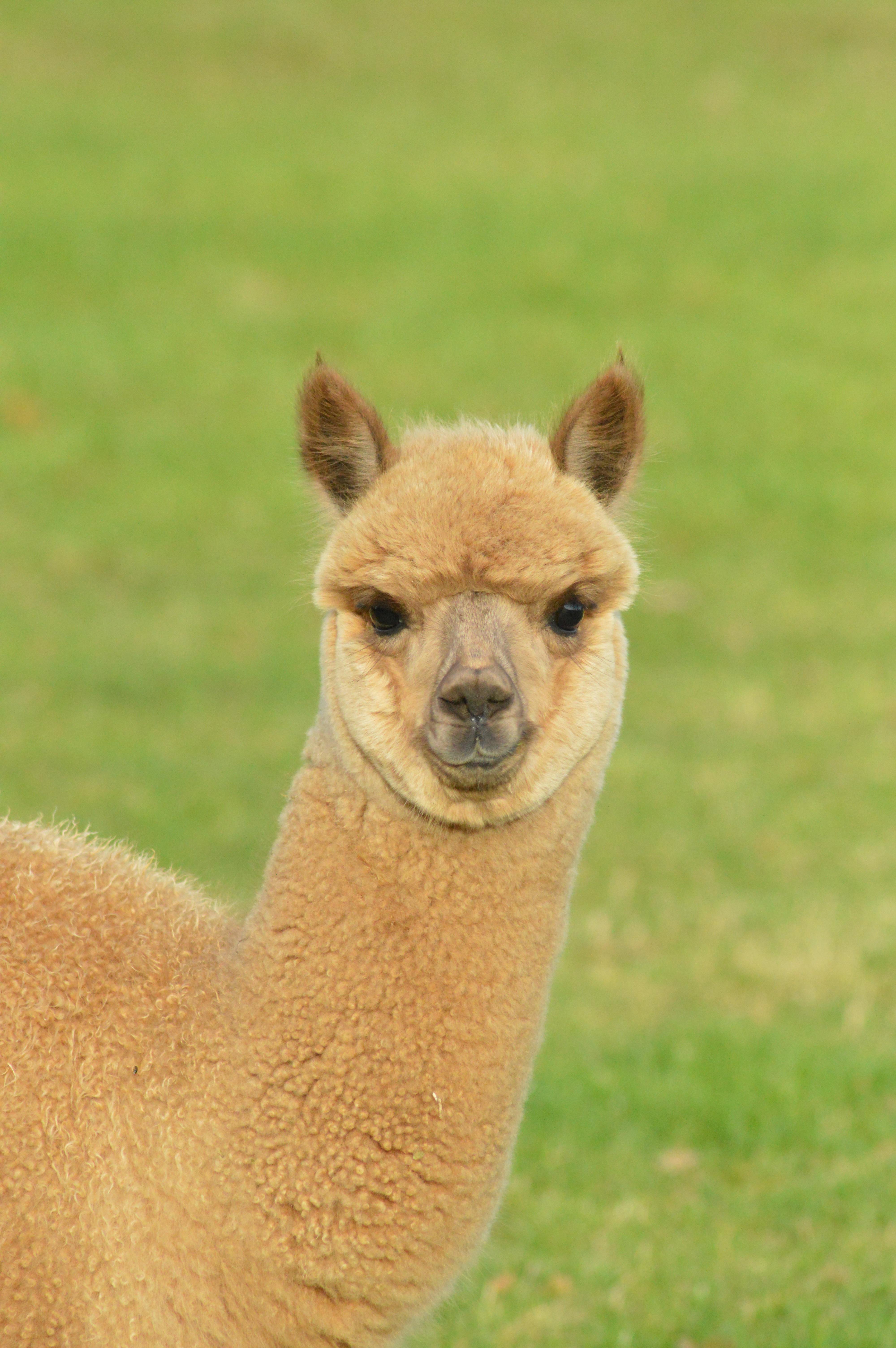 Two Brown Lama · Free Stock Photo