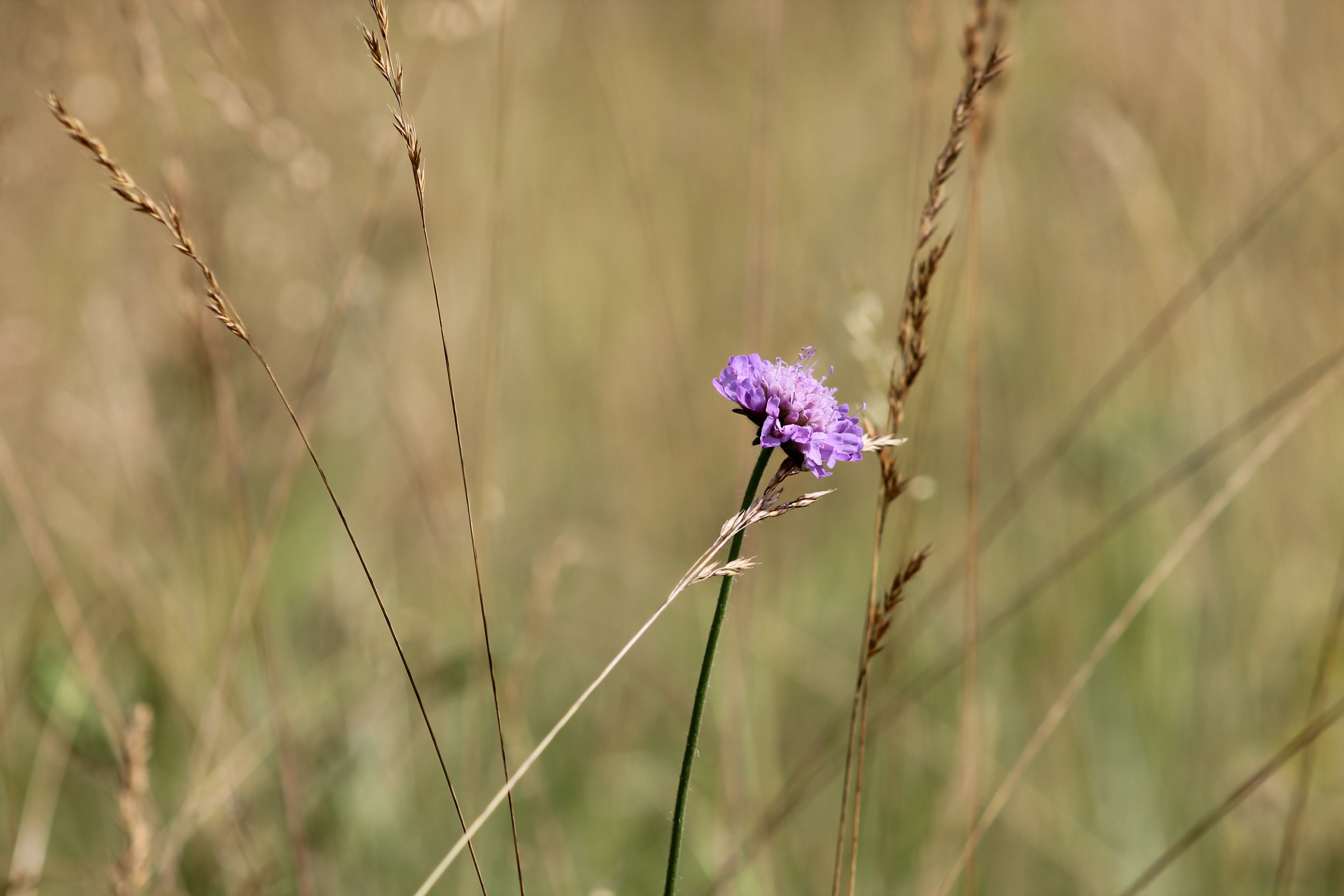 Flower in Grass · Free Stock Photo