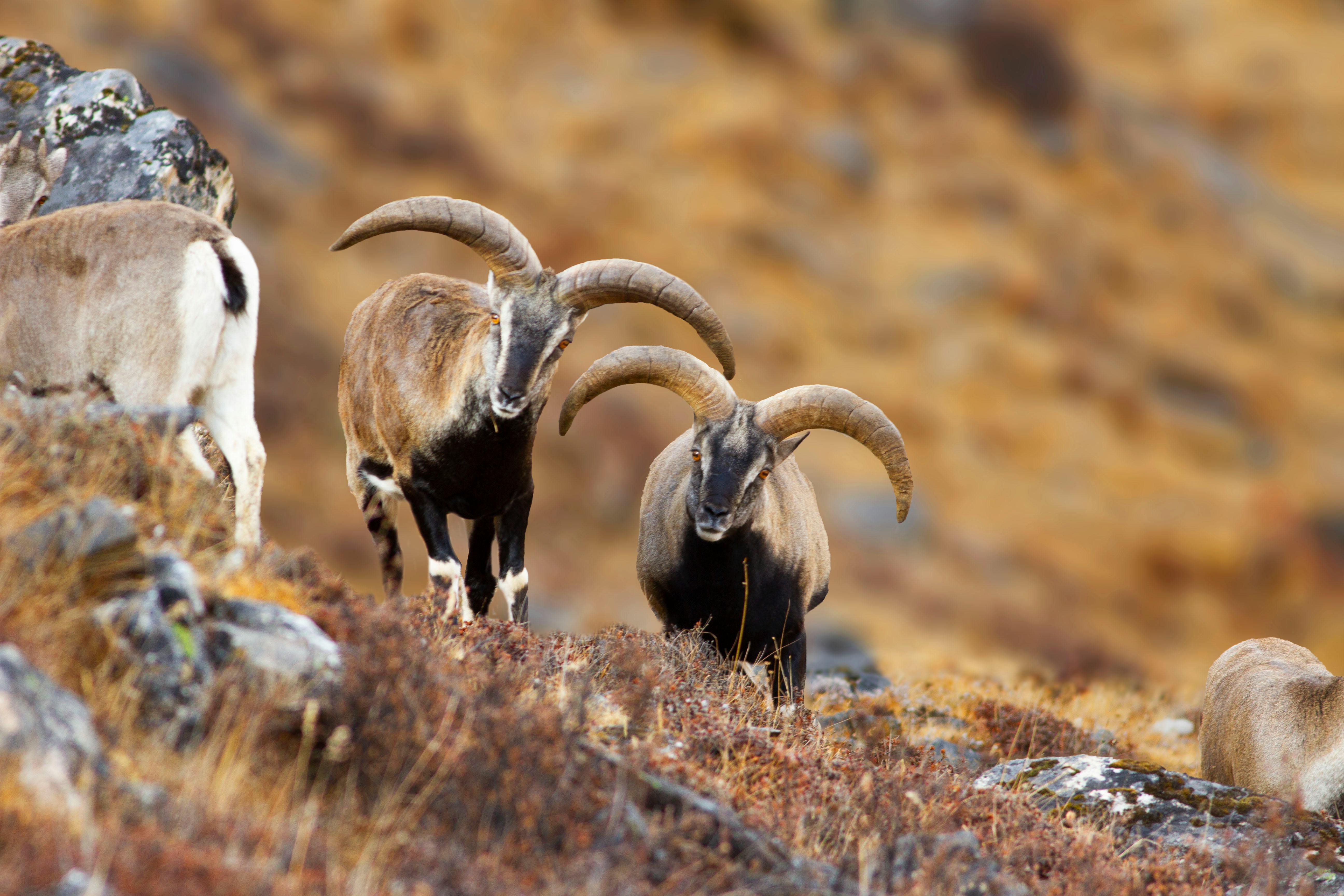 Brown and Black Sheep on Brown Grass · Free Stock Photo