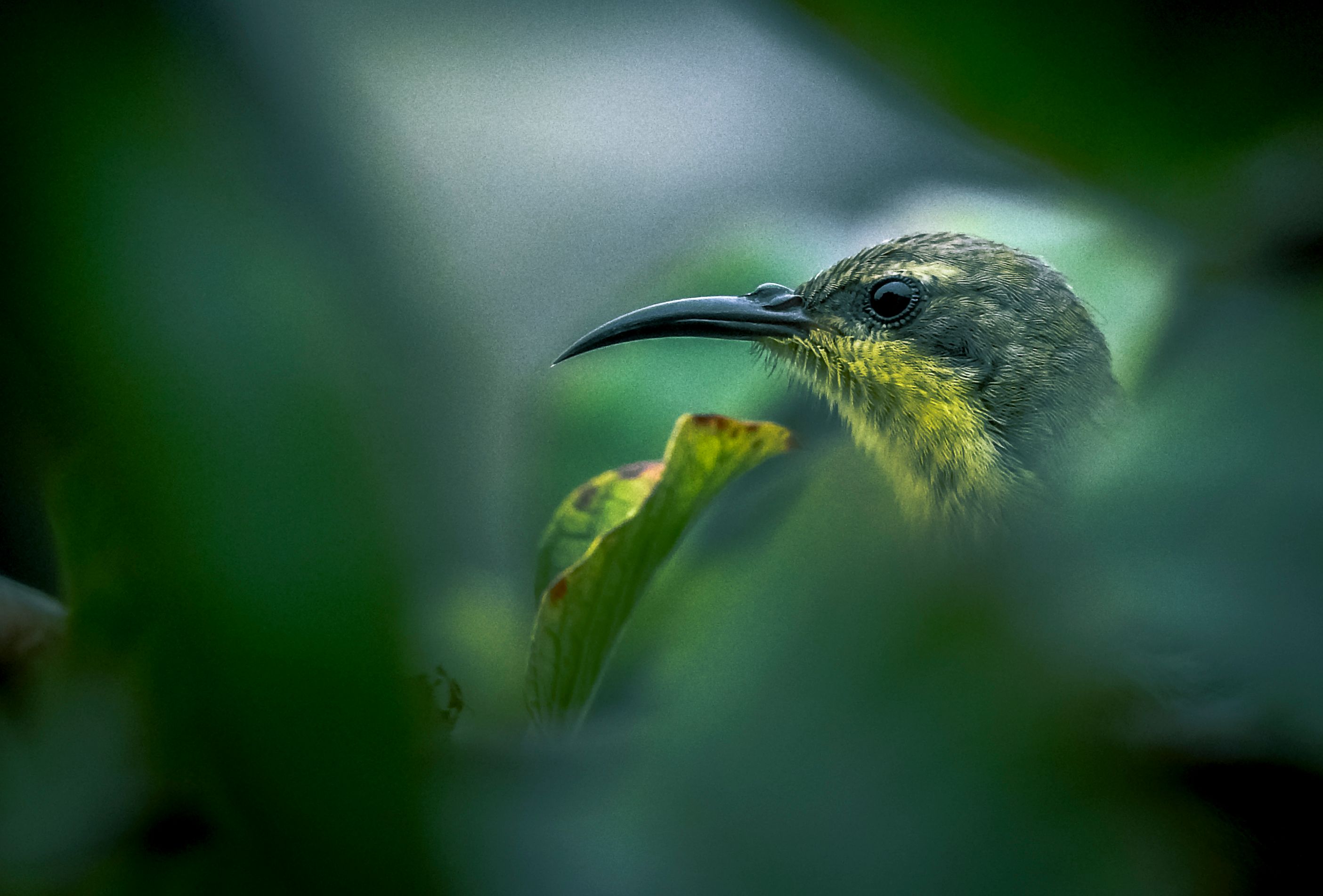 Free stock photo of sunbird