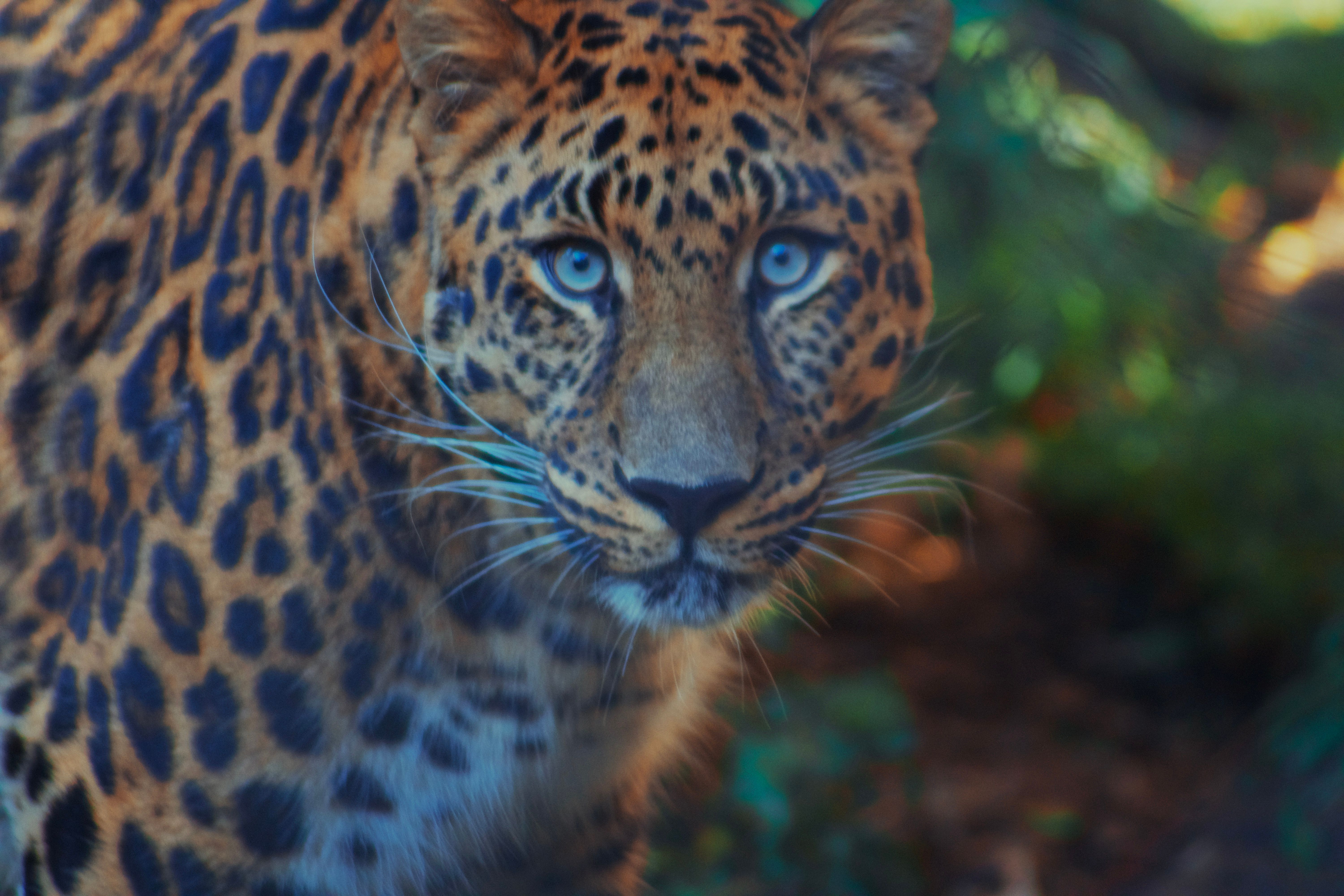Leopard Documentary Photos, Download The BEST Free Leopard Documentary ...
