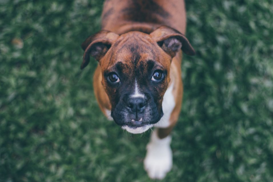 What Were Boxer Dogs Bred For? A Brief History of the Breed