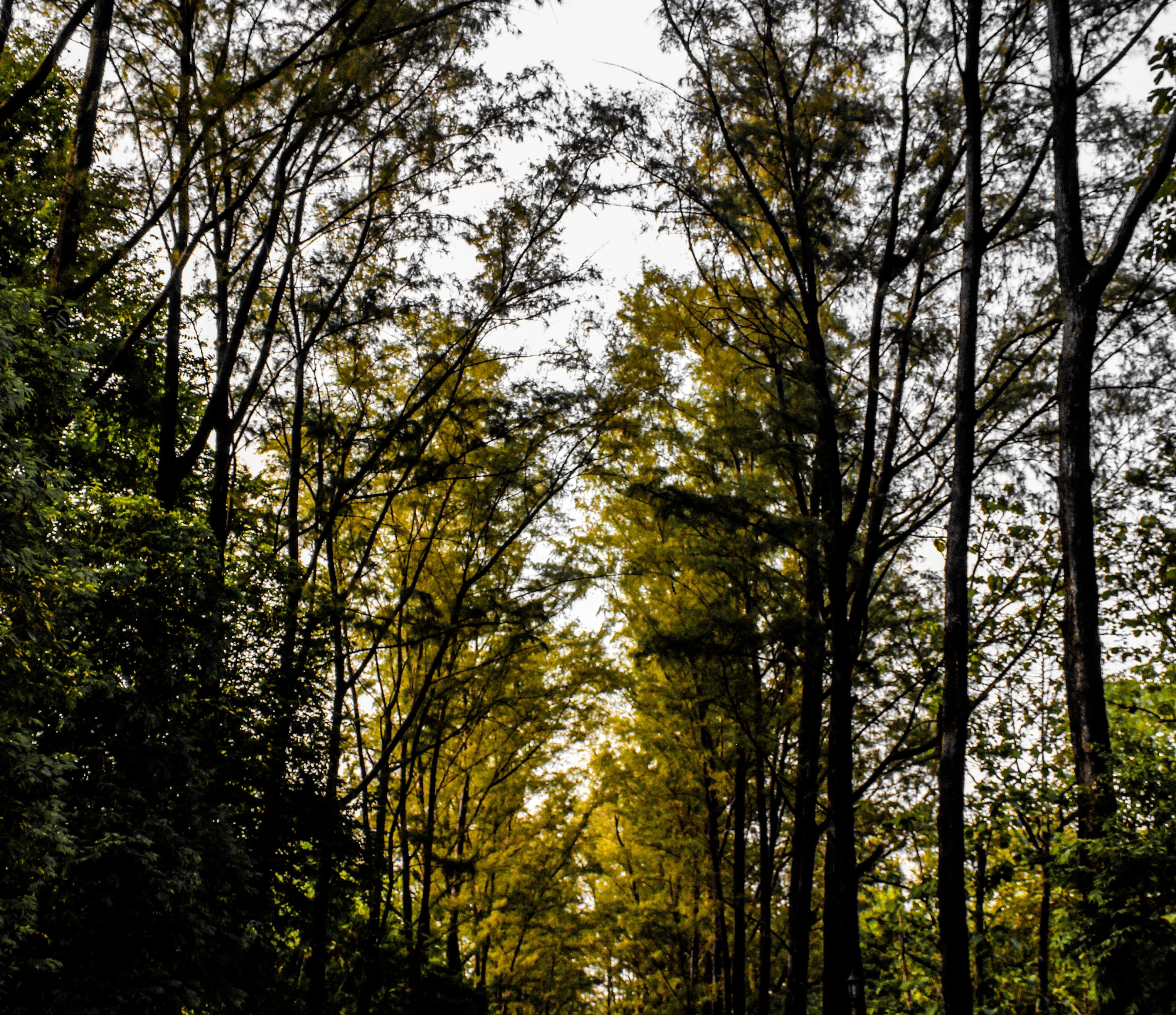 Forest Tress Photos, Download The BEST Free Forest Tress Stock Photos ...
